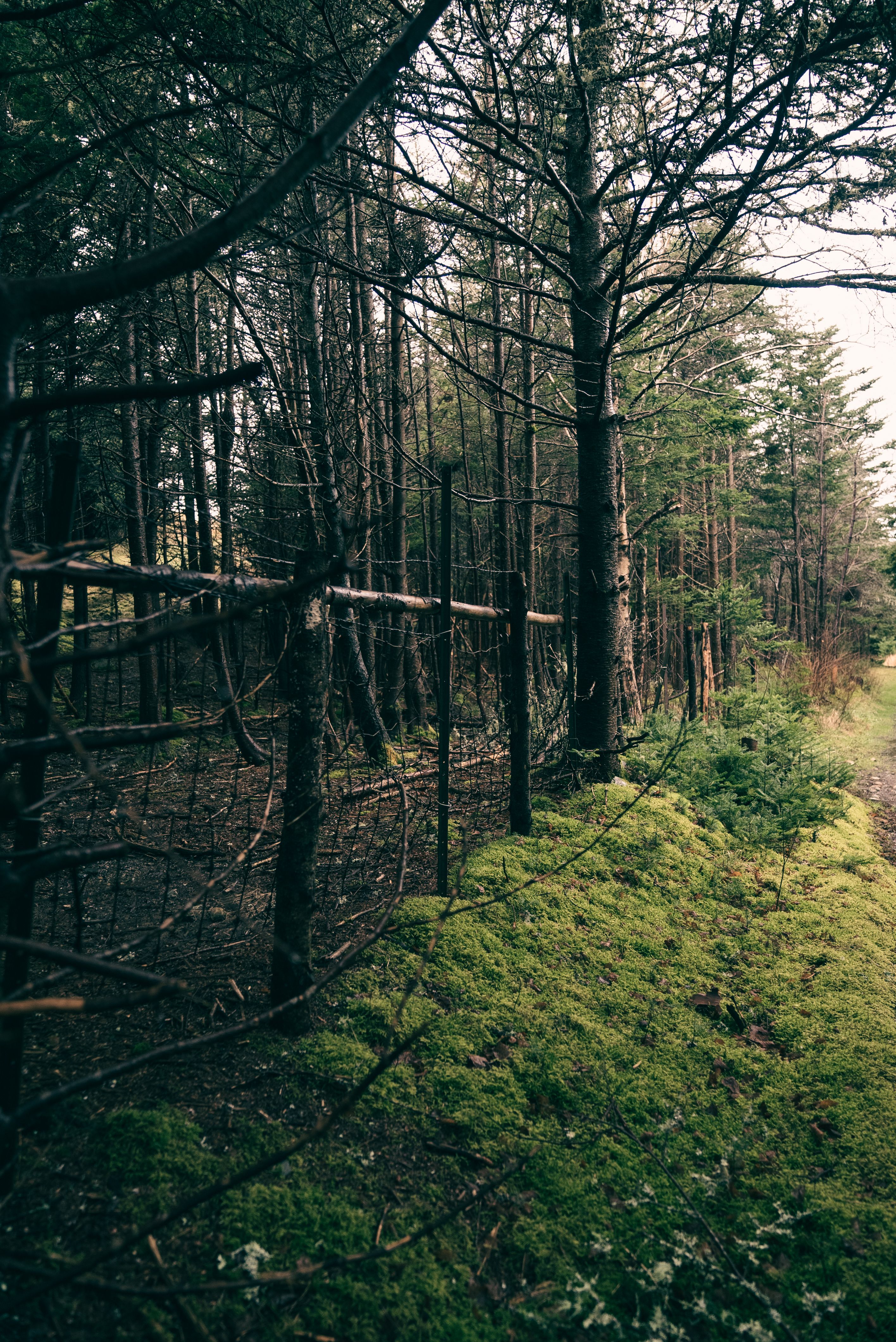 Serene Forest Pathway with Mossy Floor · Free Stock Photo