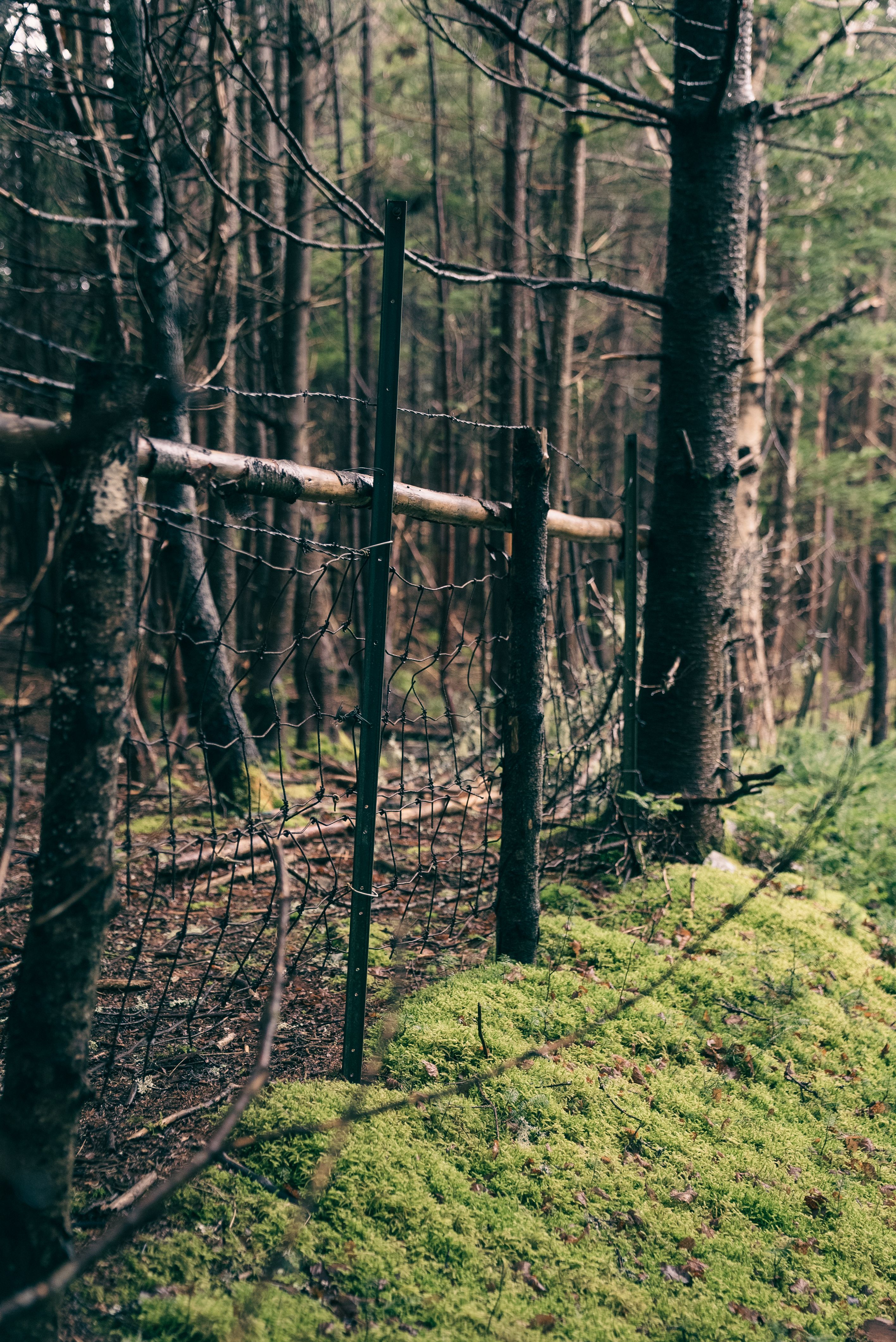 Mossy Forest with Rustic Wooden Fence · Free Stock Photo