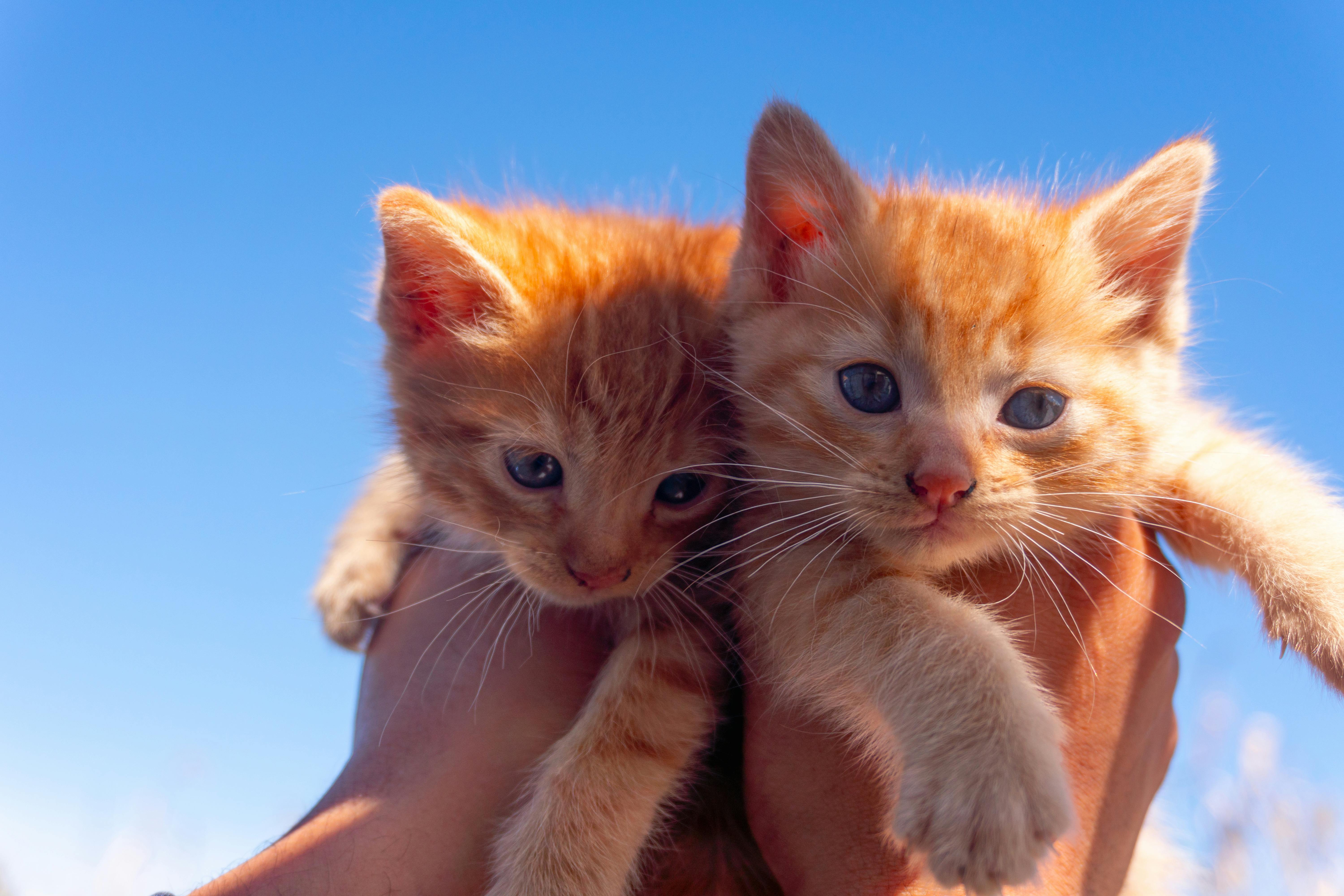 Assorted Color Kittens · Free Stock Photo