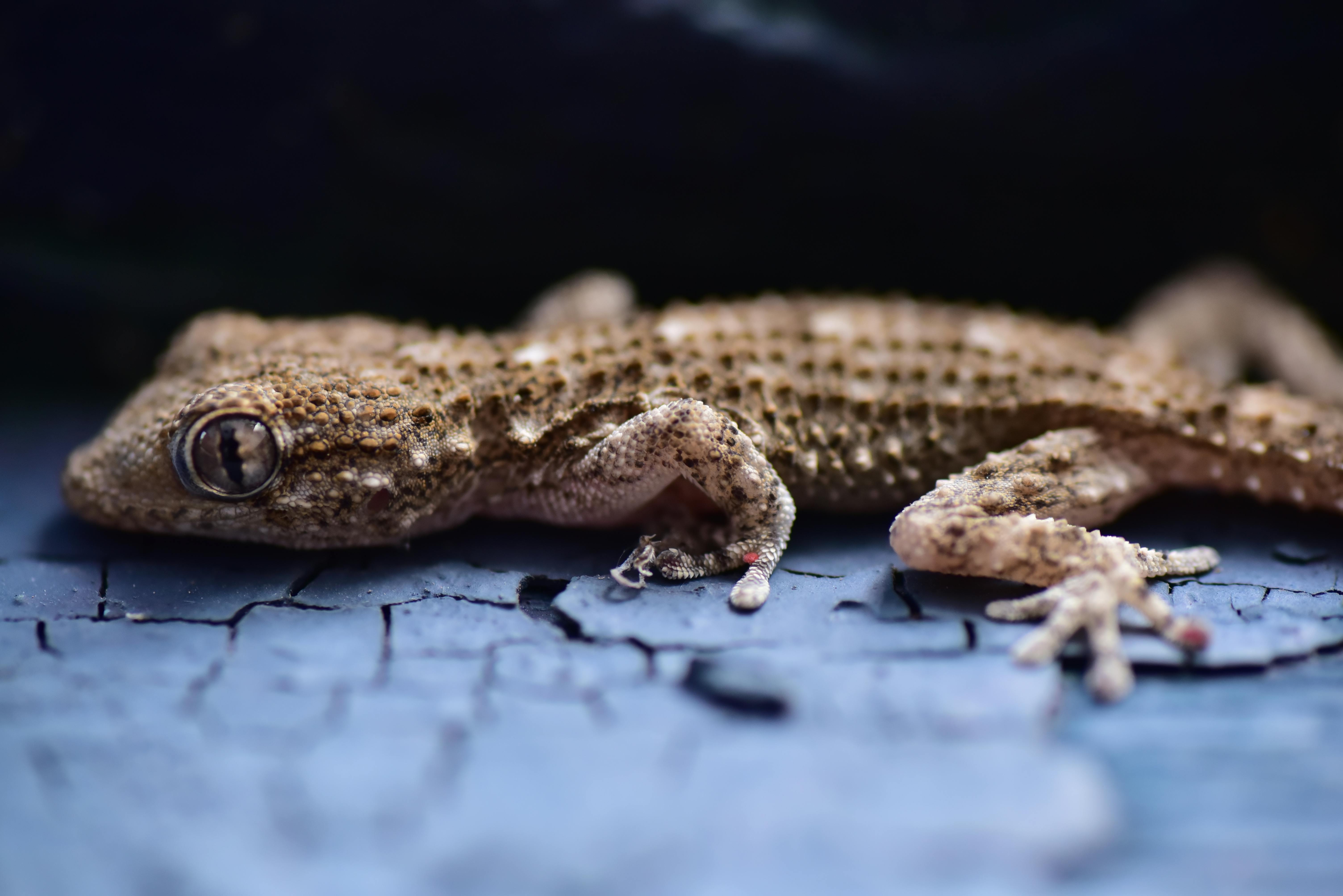 Close-up of a Gecko on a Textured Surface · Free Stock Photo