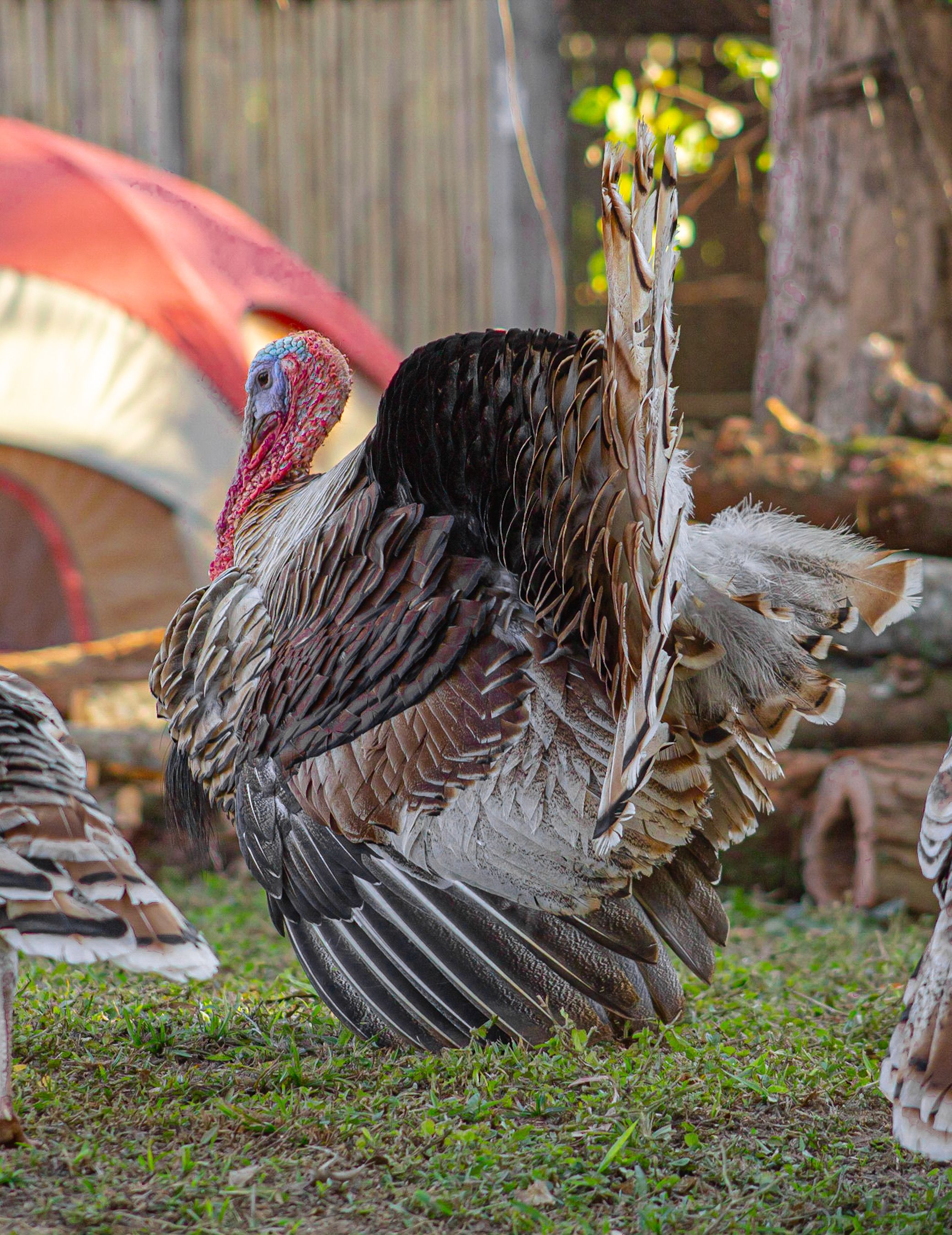 Close-Up of a Colorful Turkey Outdoors · Free Stock Photo