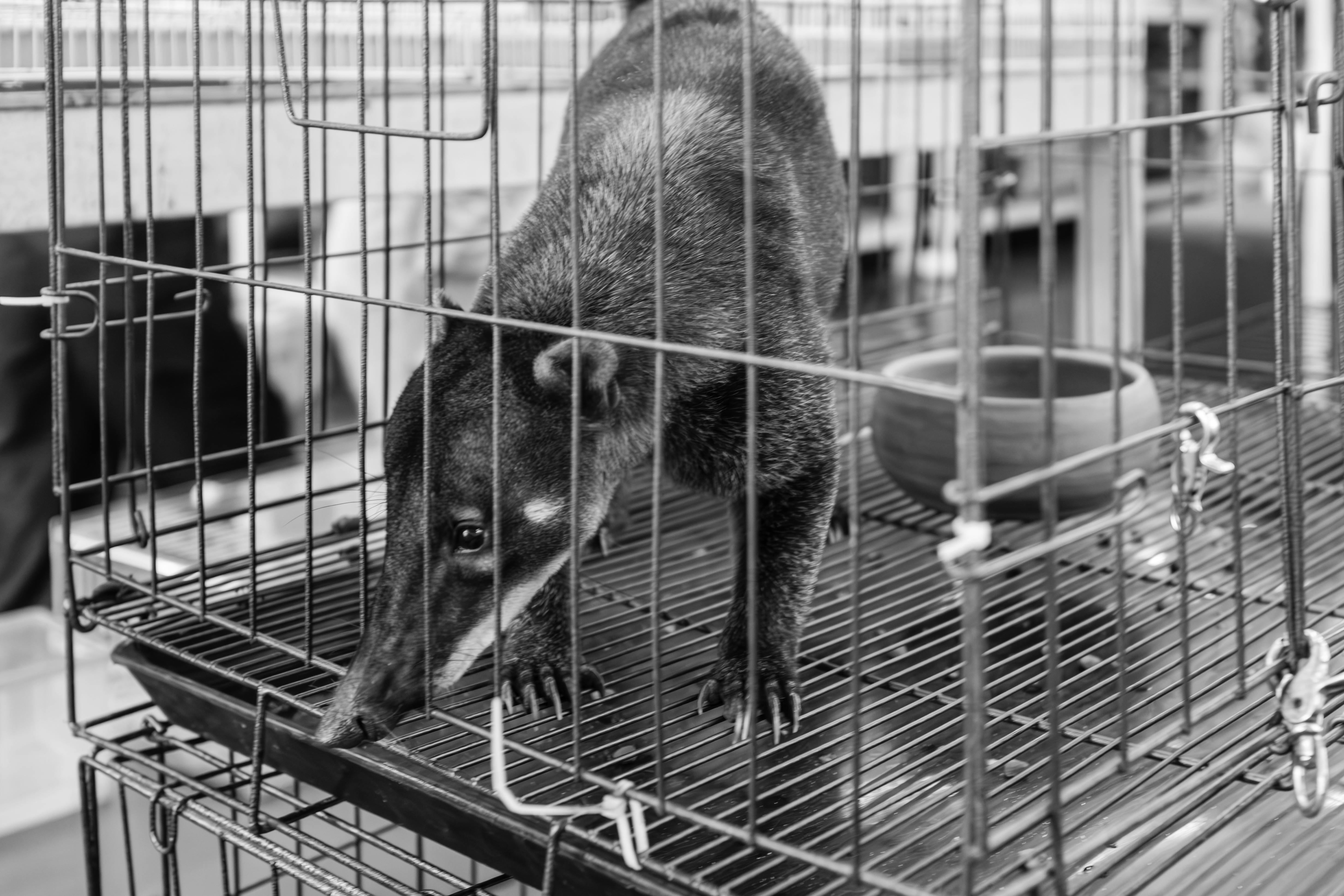 Curious Coati in Black and White Cage Setting · Free Stock Photo
