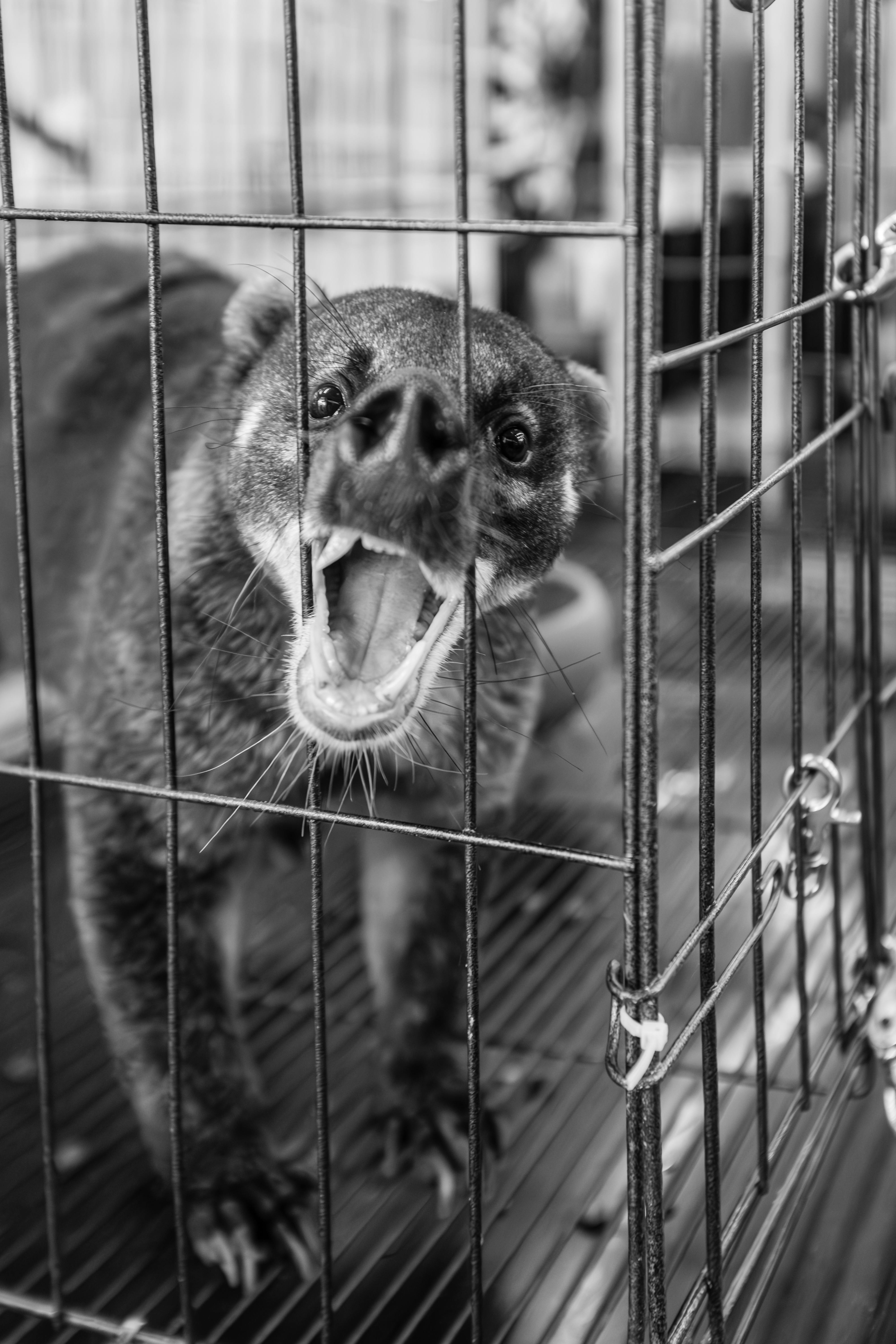 Captive Animal Snarling in Cage Black and White · Free Stock Photo