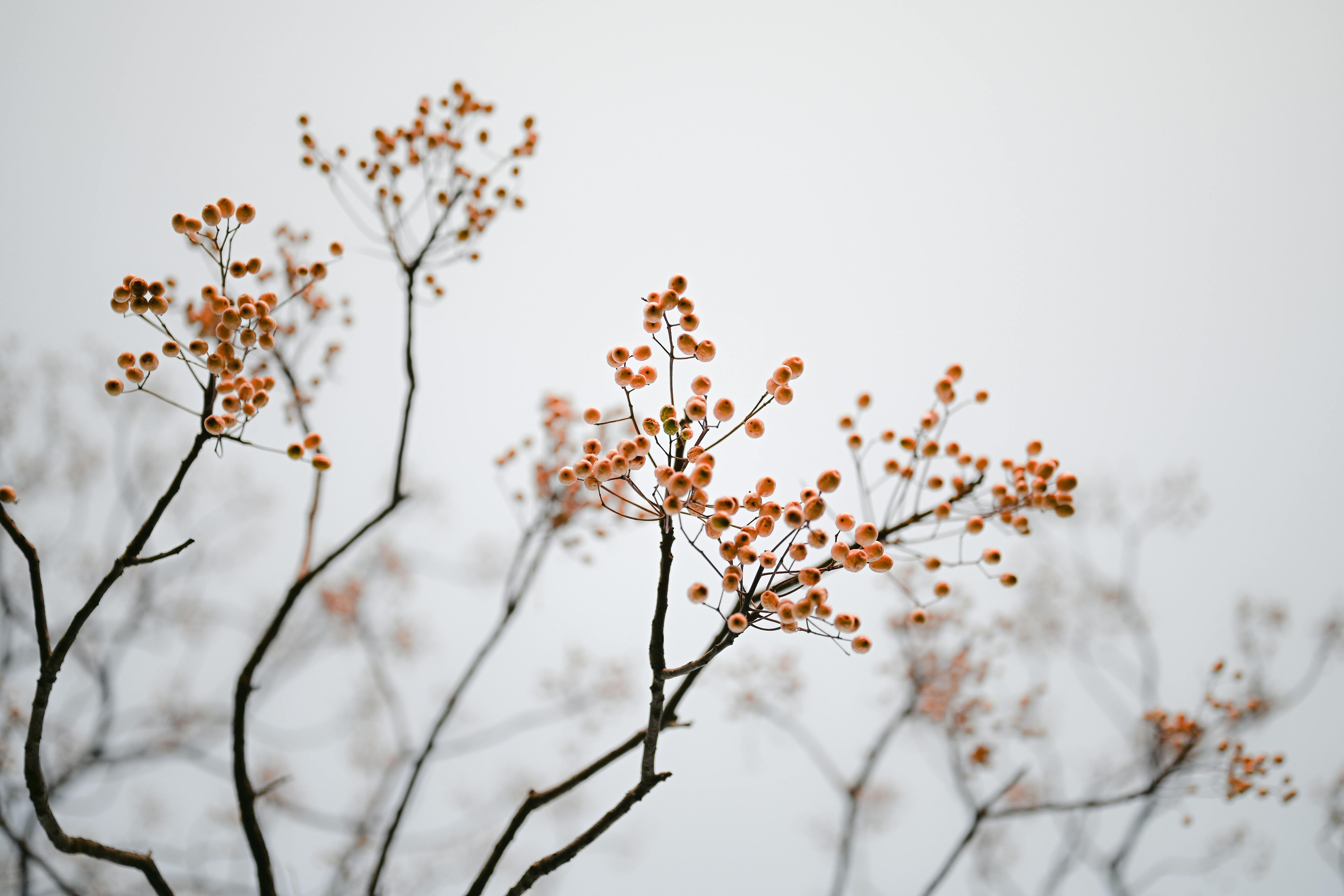 Sparse Tree Branches with Orange Berries in Winter · Free Stock Photo
