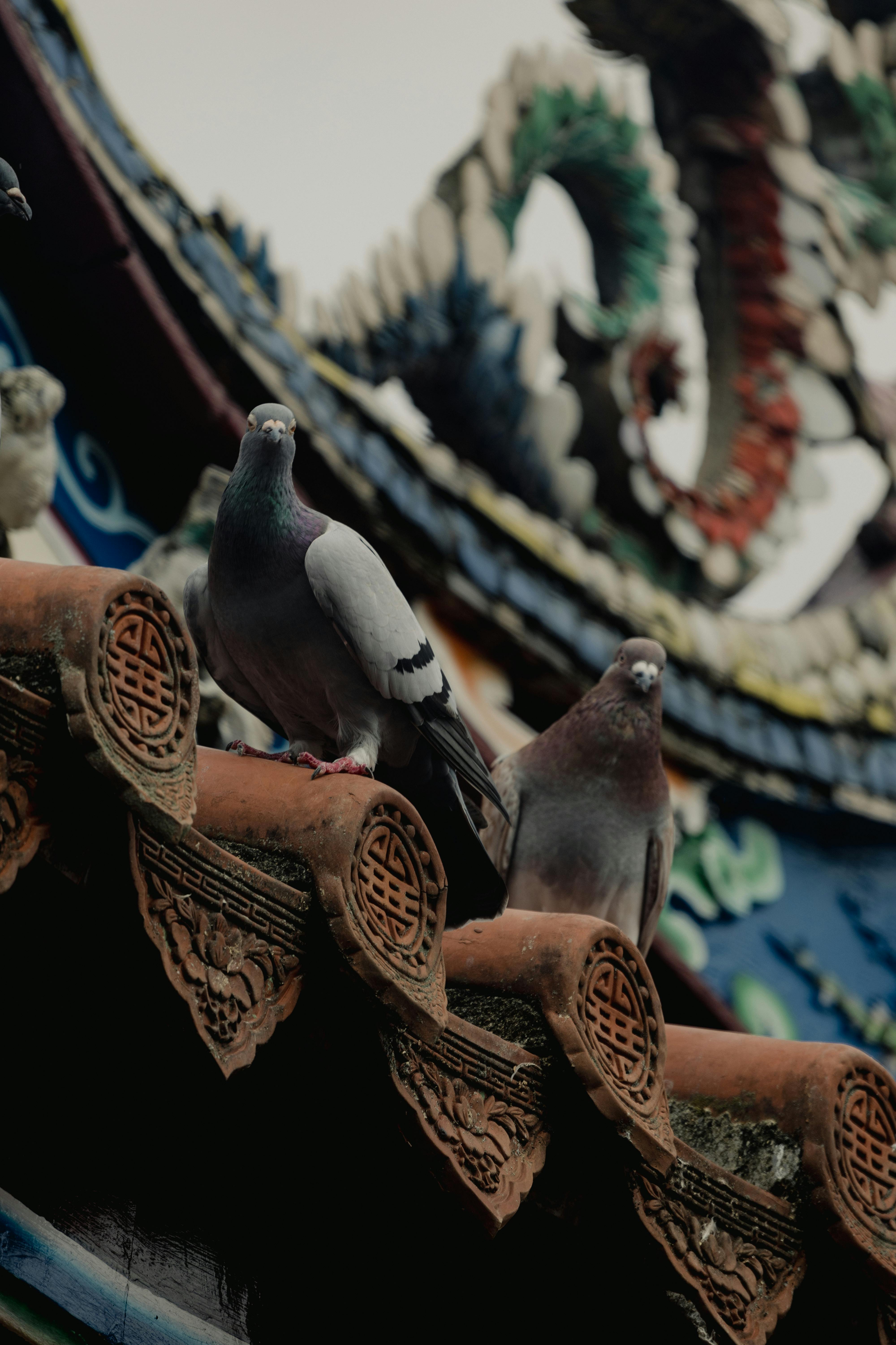 Pigeons roosting on ornate temple roof tiles · Free Stock Photo