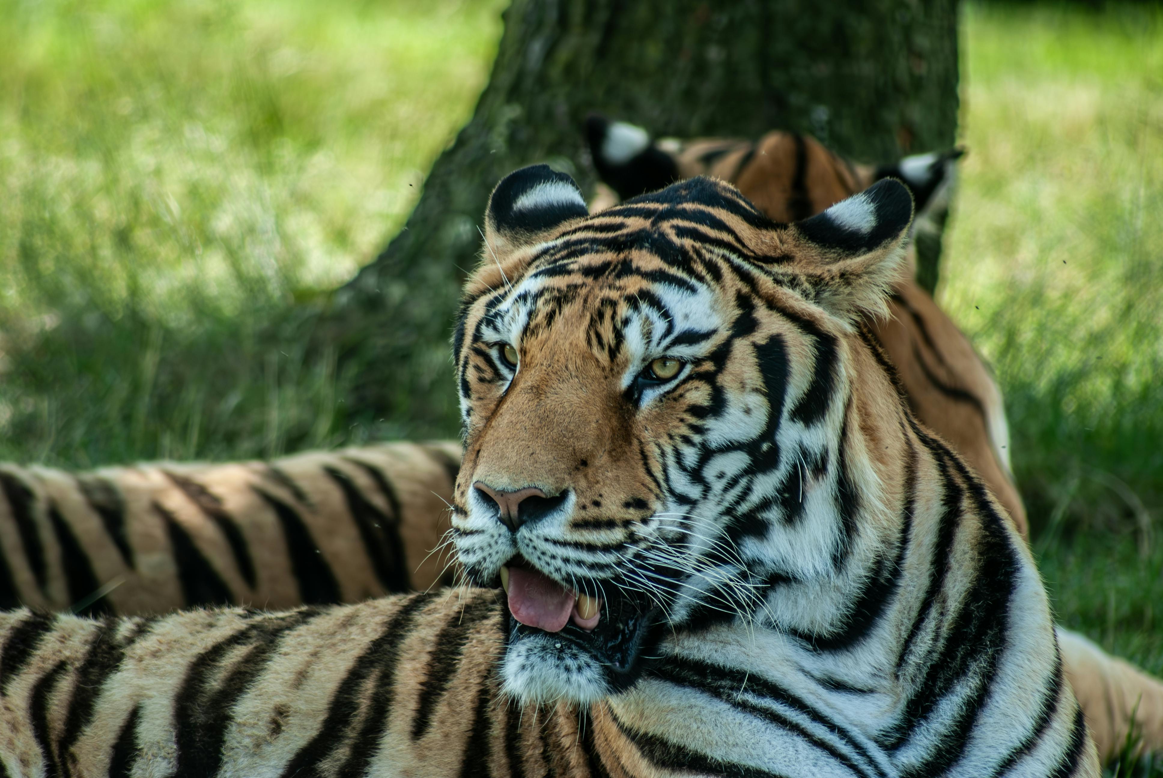 Tiger Stripes Digital Strips Photos, Download The BEST Free Tiger ...