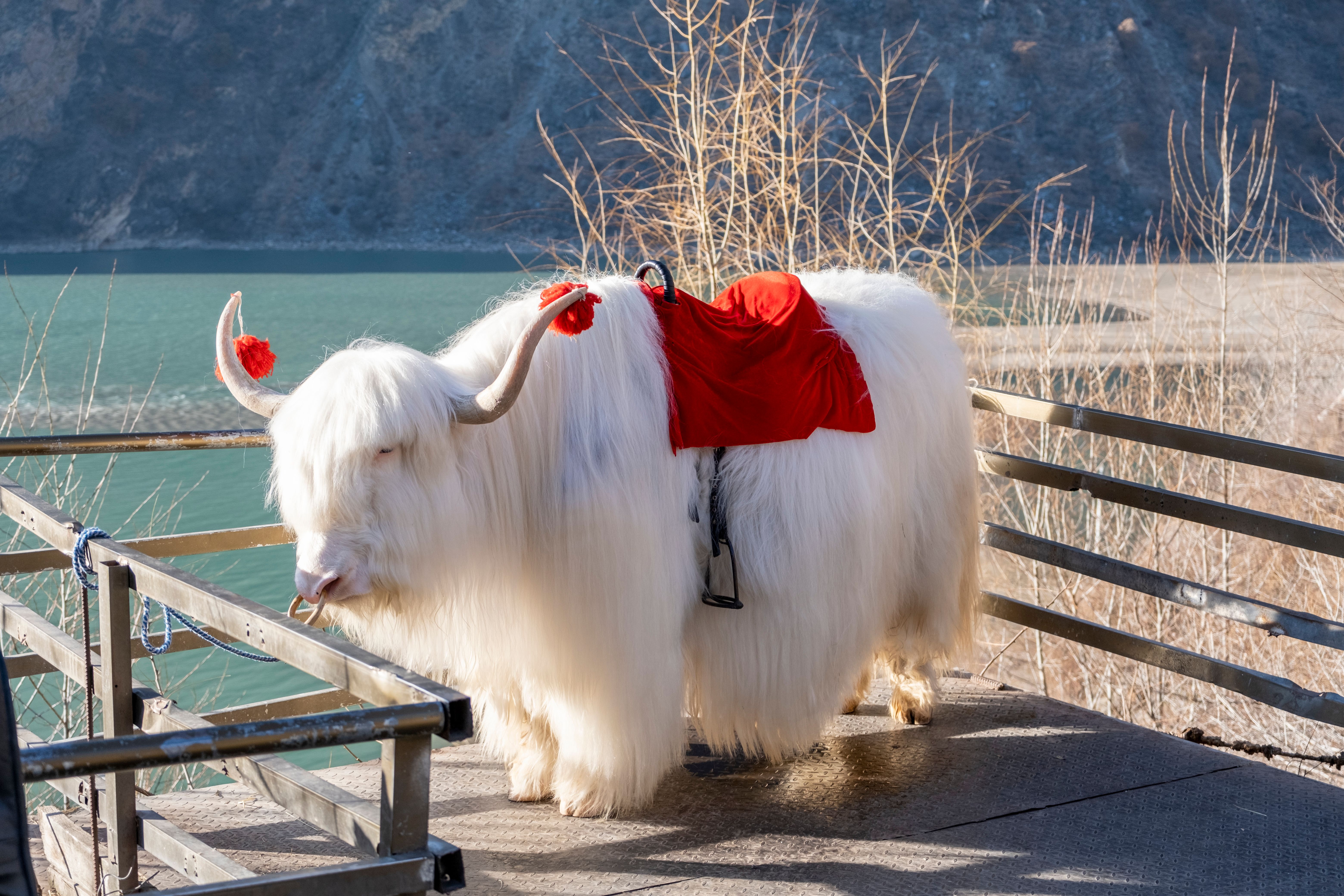 Majestic White Yak with Red Saddle by a Lake · Free Stock Photo