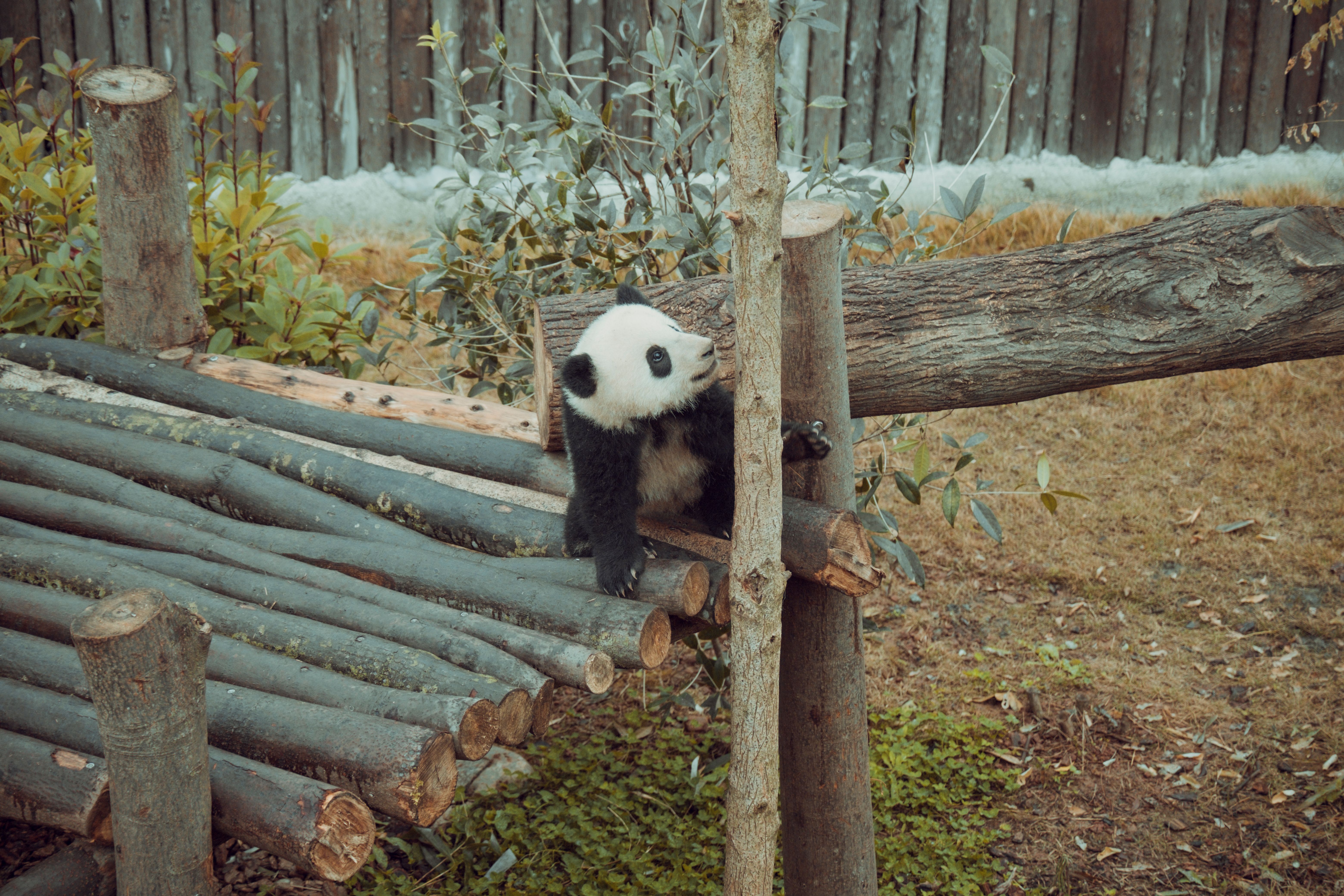 Adorable Panda Cub Climbing in Natural Habitat · Free Stock Photo