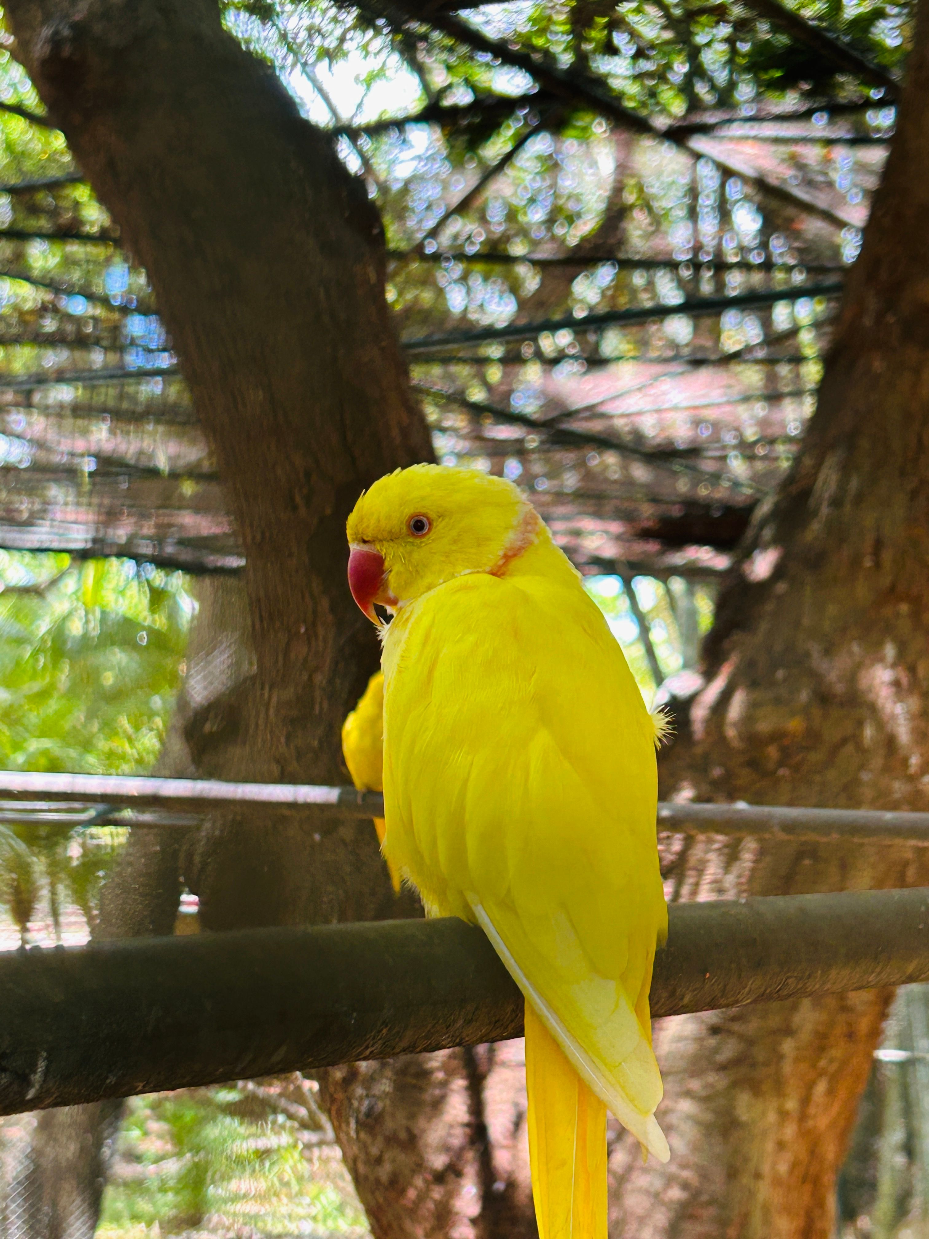 Vibrant Yellow Parrot in an Aviary Setting · Free Stock Photo