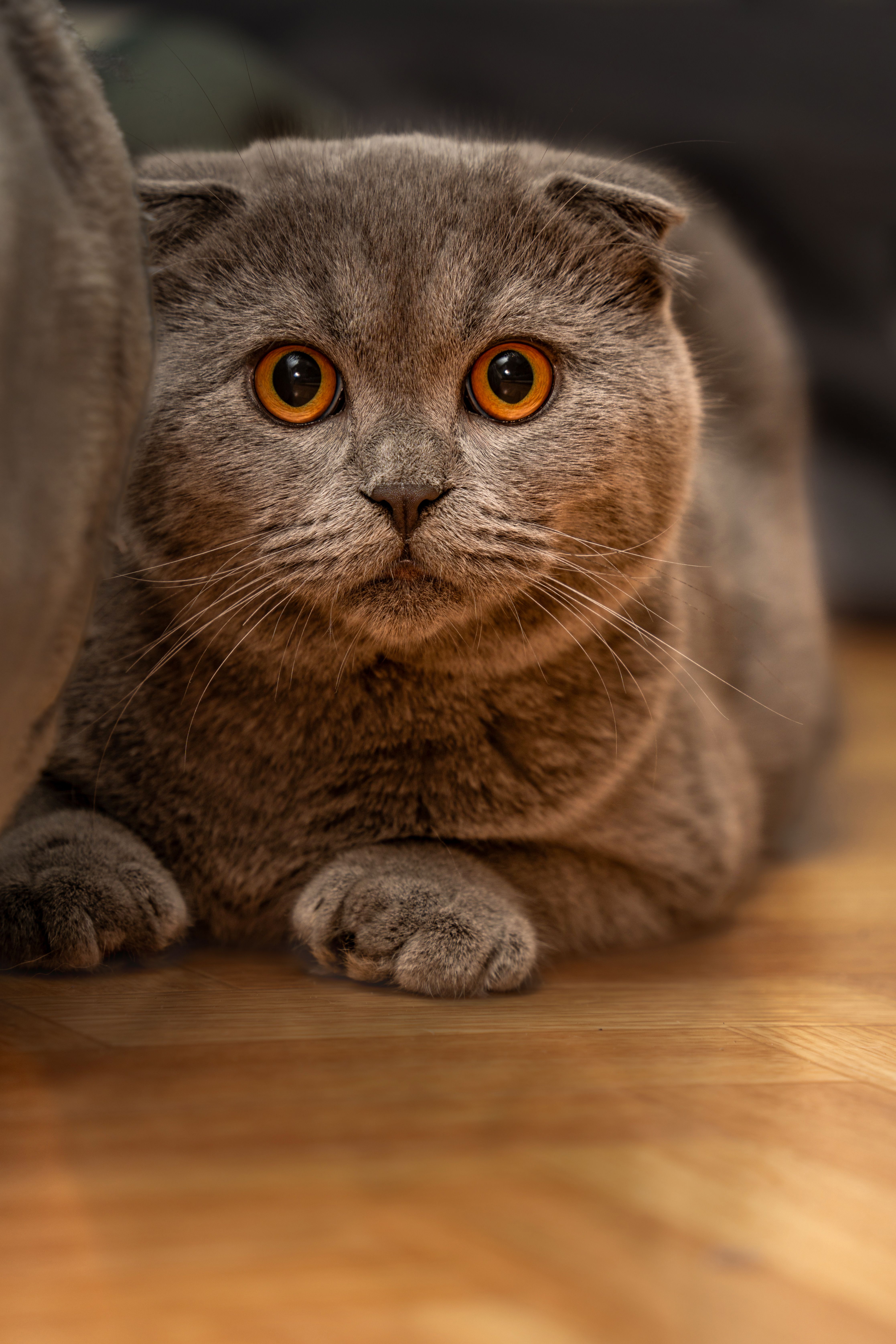 Gray and Yellow Eye Cat · Free Stock Photo