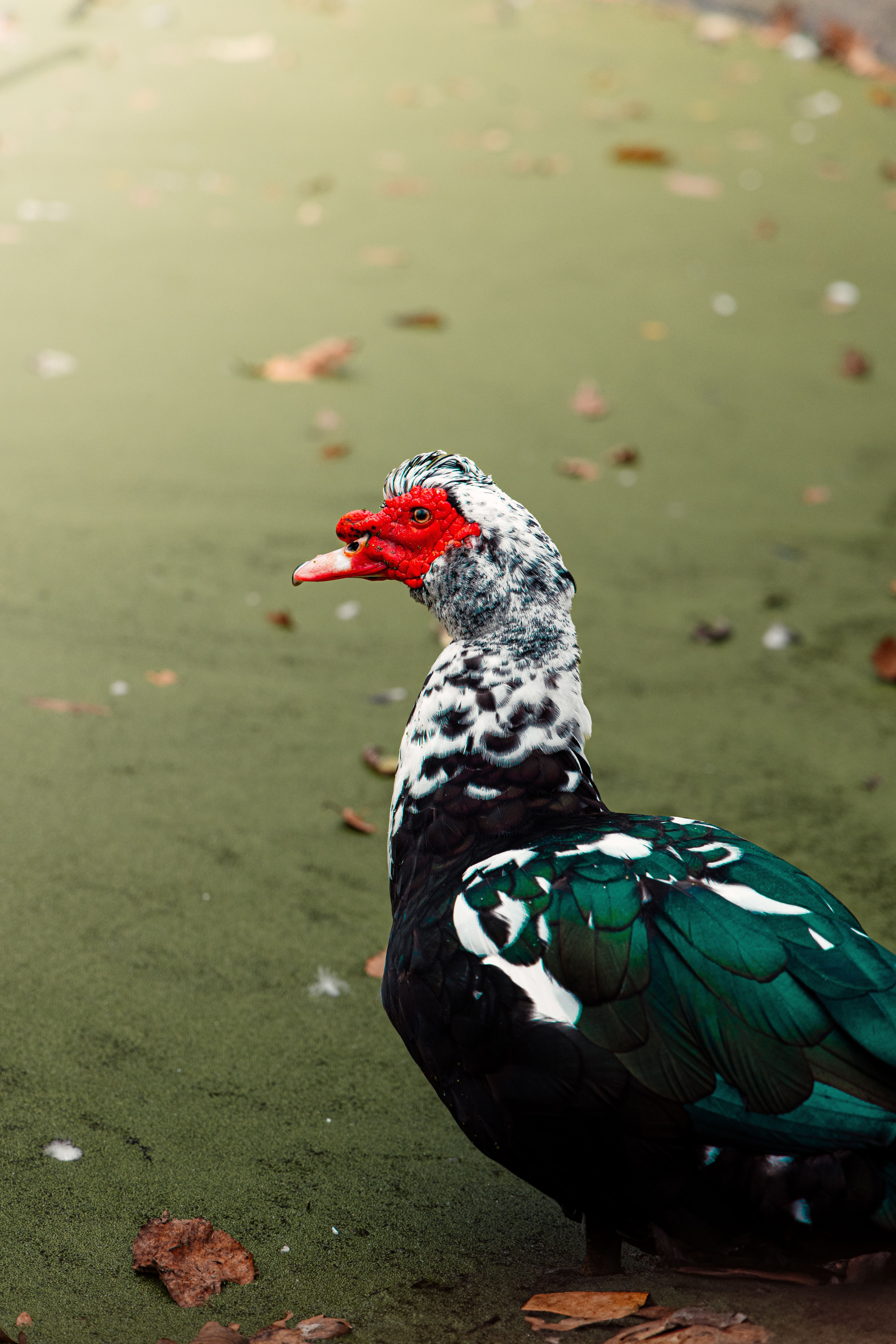Muscovy Duck on a Verdant Pond Surface · Free Stock Photo