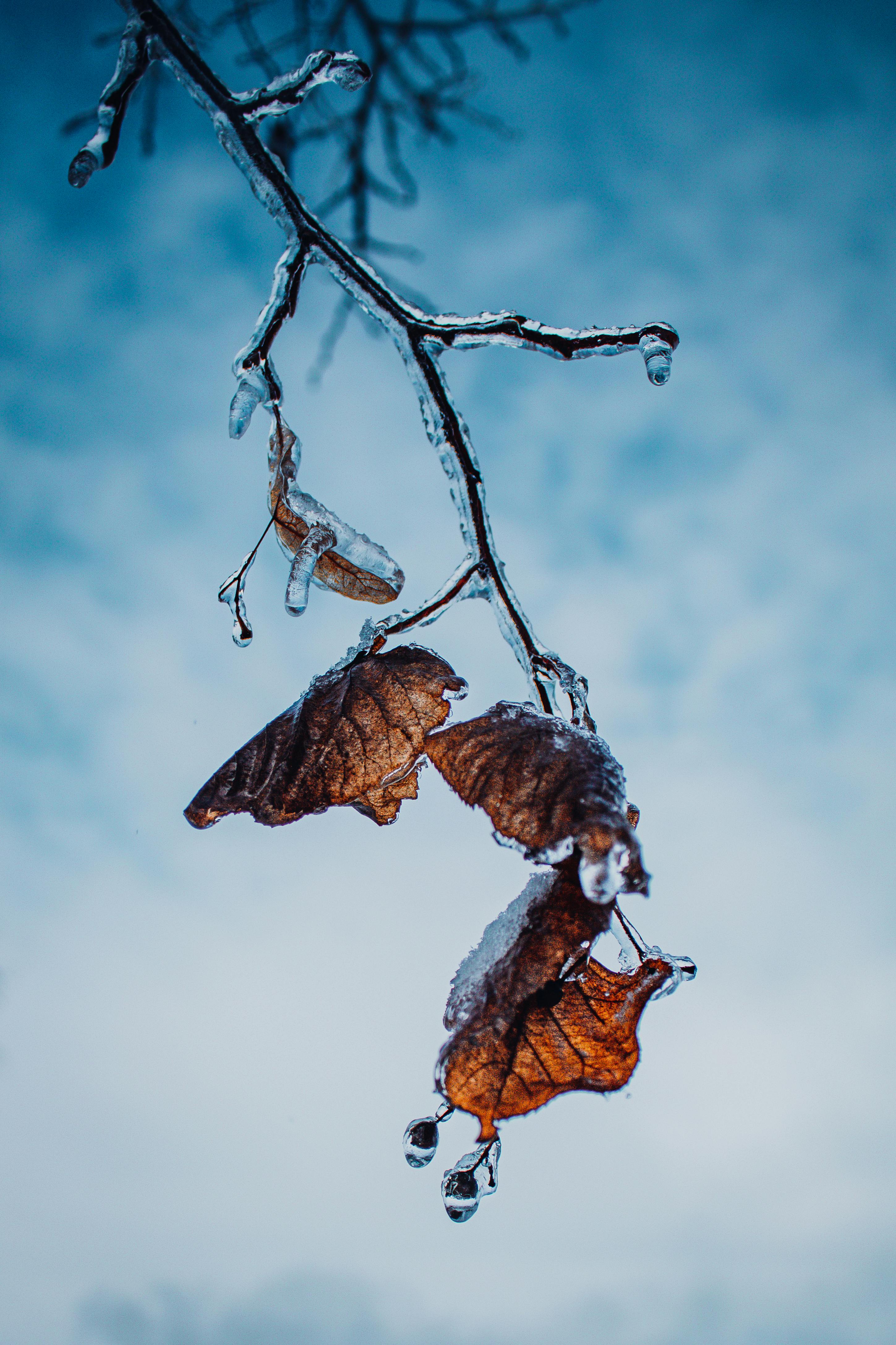 Frozen Leaves on Icy Branch in Winter · Free Stock Photo