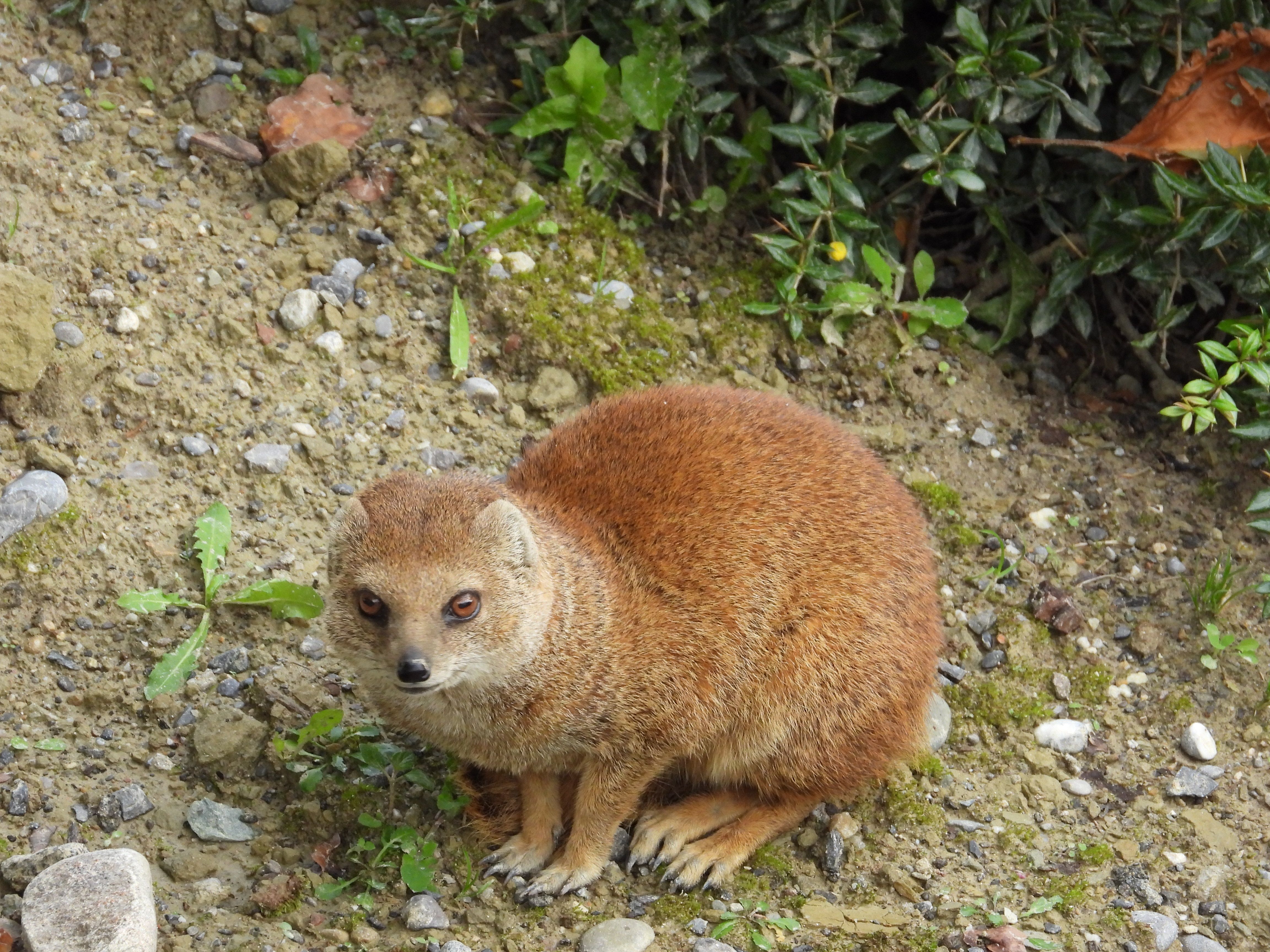 Yellow Mongoose in Natural Habitat · Free Stock Photo
