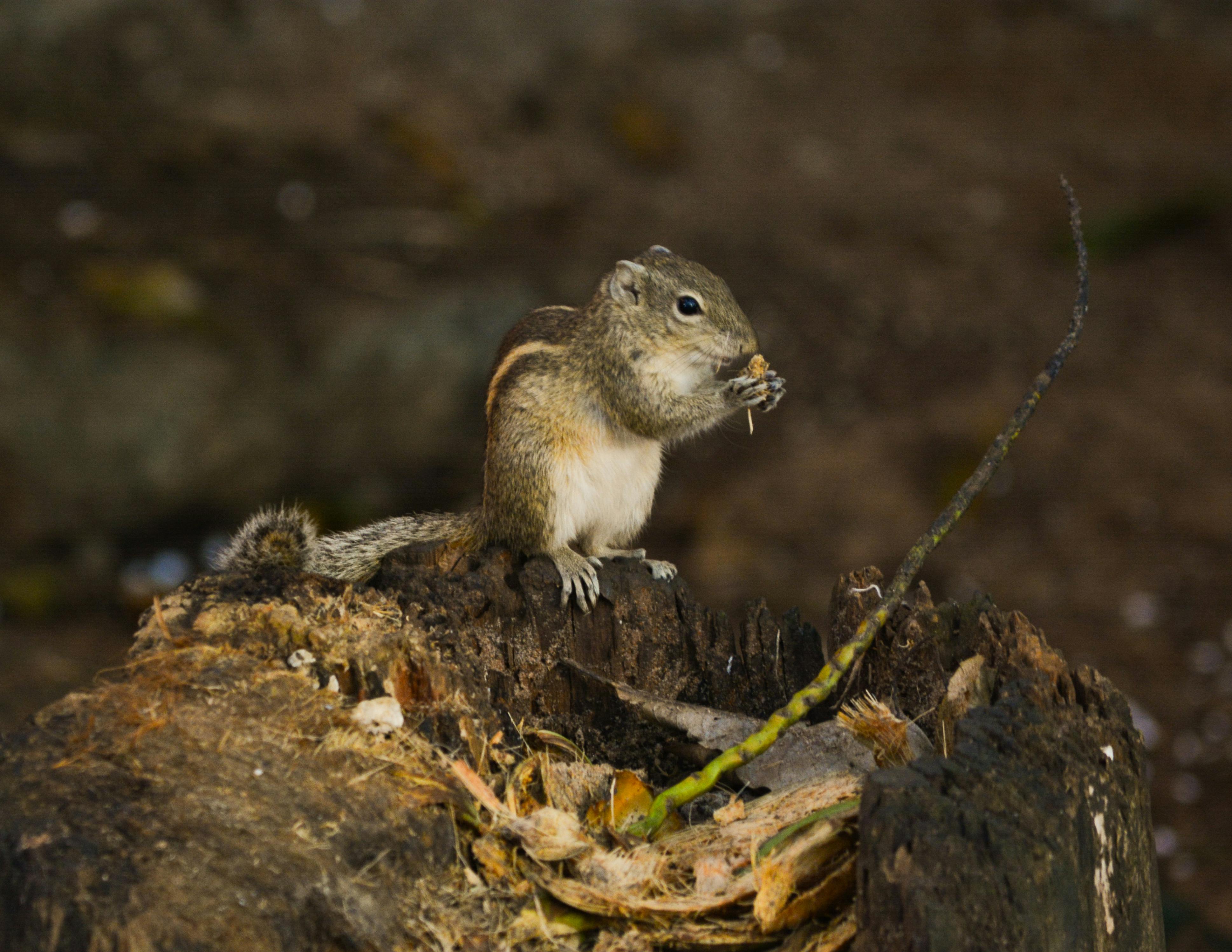 Skinwalker Creature Photos, Download The BEST Free Skinwalker Creature ...