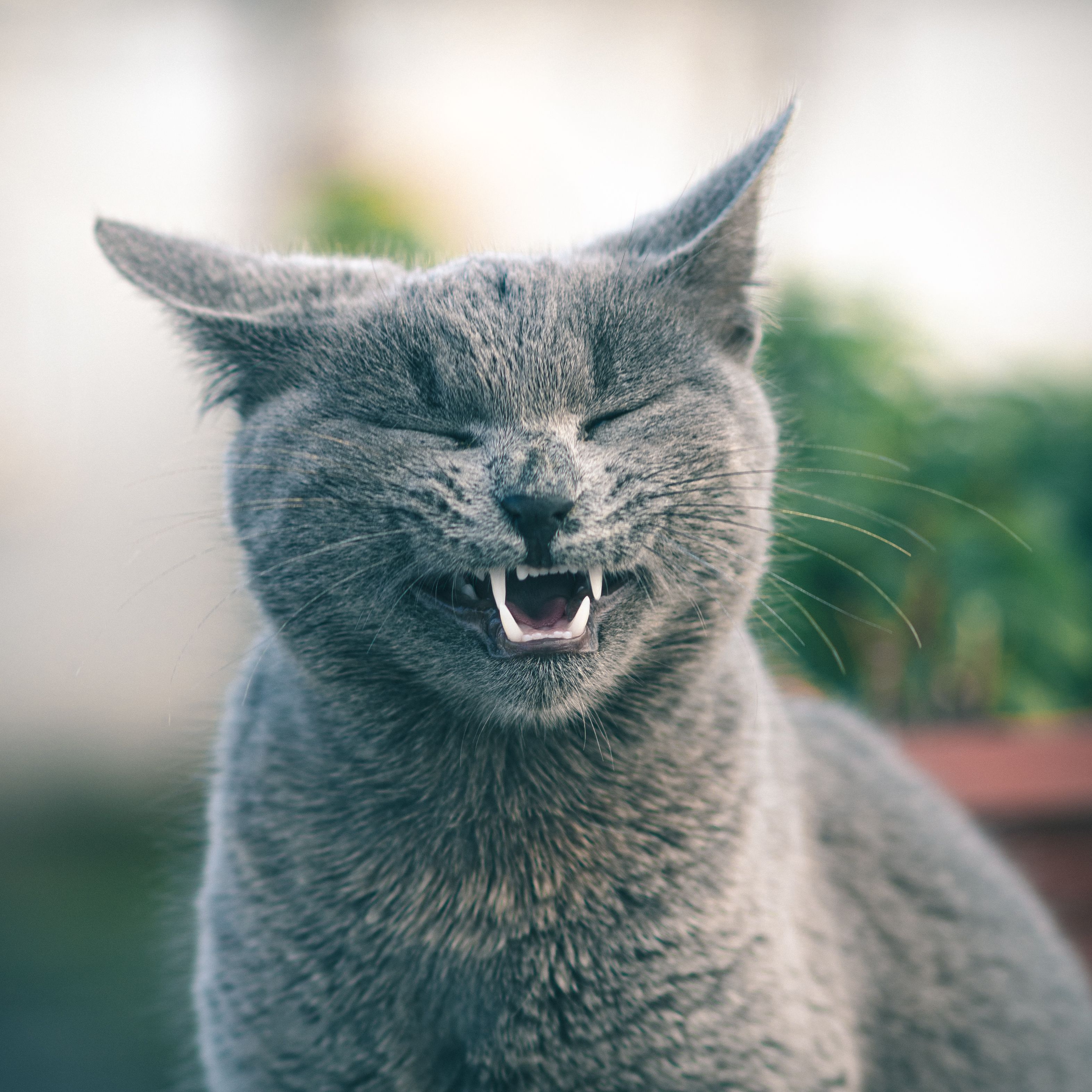 Charming Grey Cat with Expressive Face Outdoors · Free Stock Photo