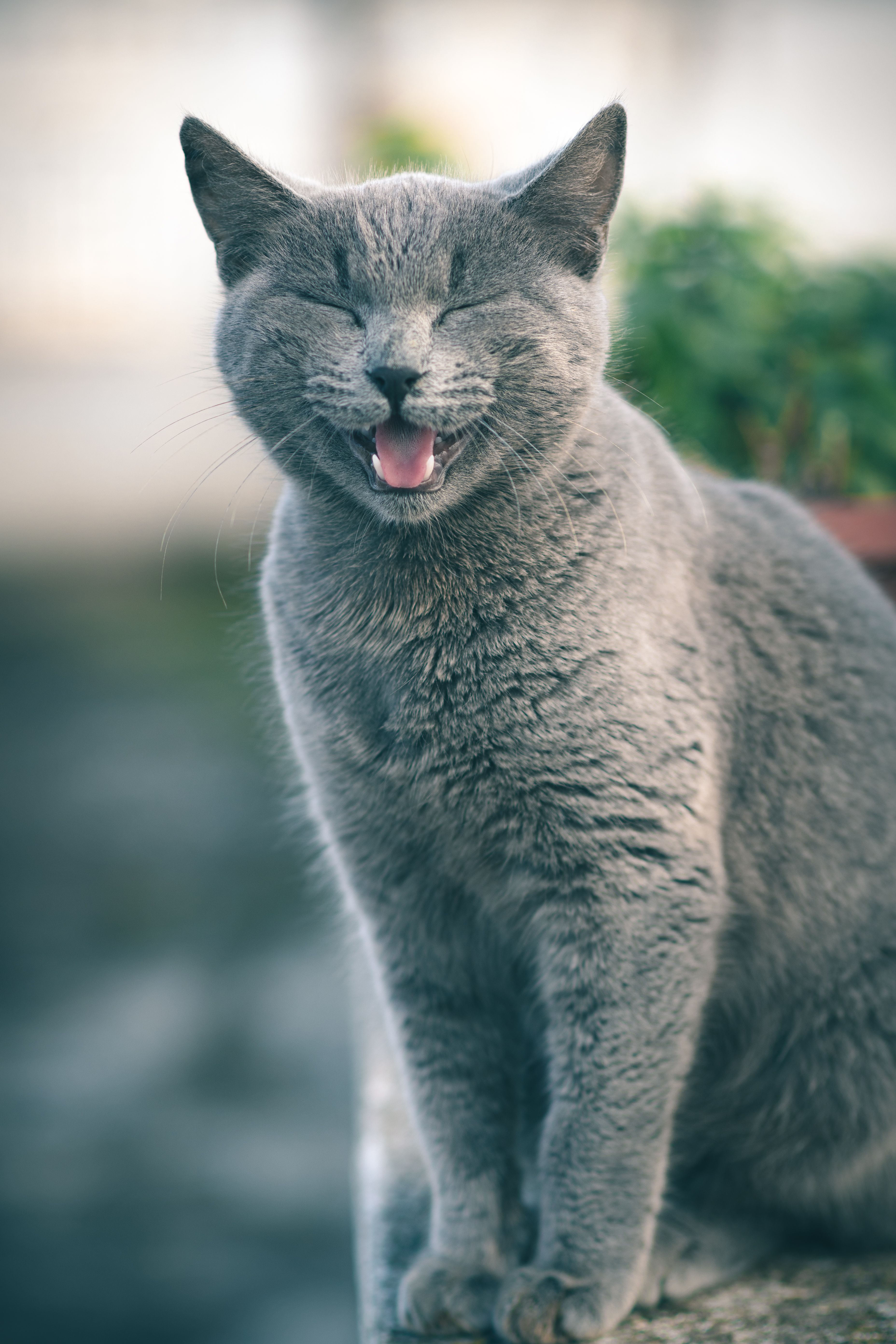 Chat Gris Souriant En Extérieur En Tunisie · Photo gratuite