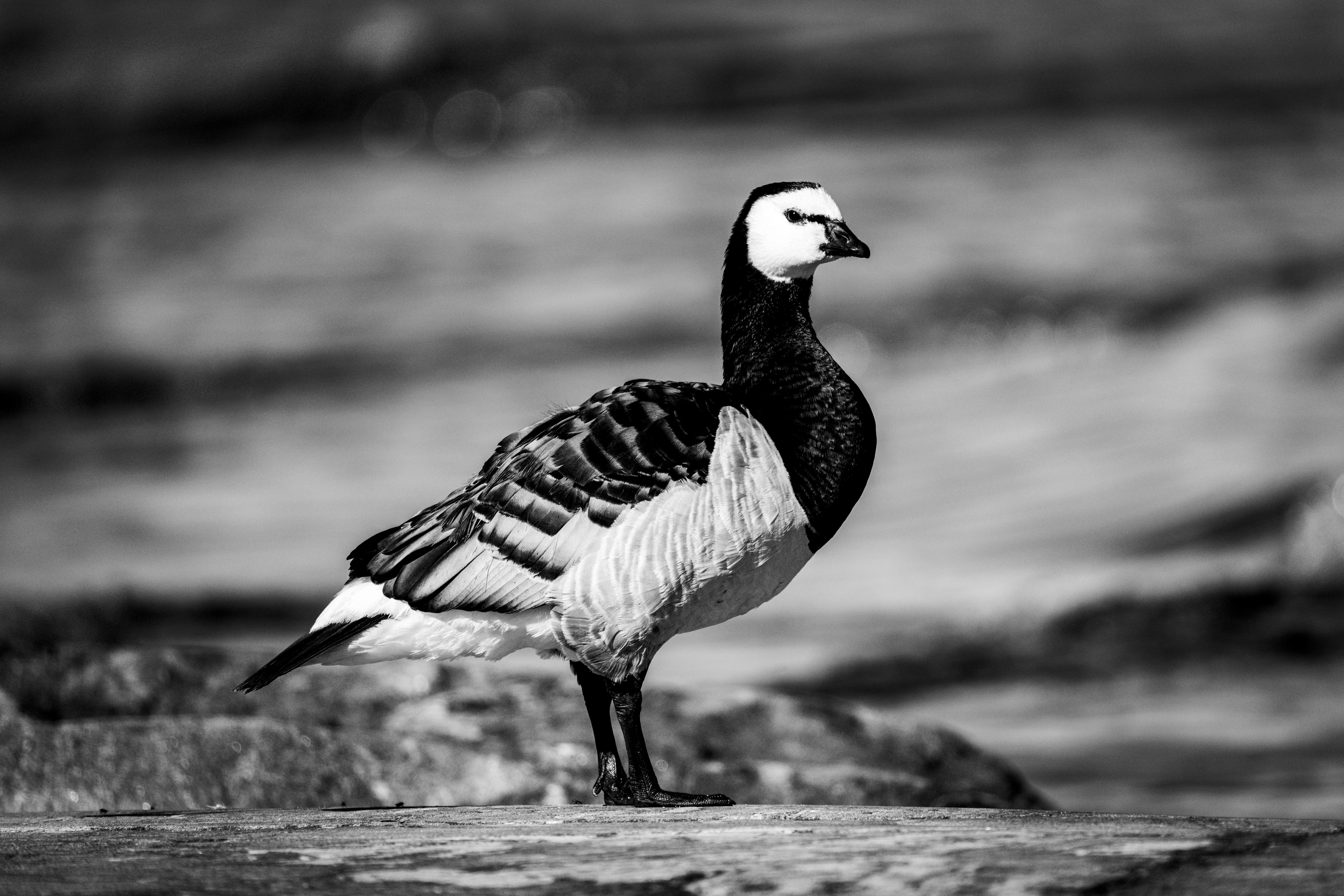 Monochrome Portrait of a Barnacle Goose by Water · Free Stock Photo