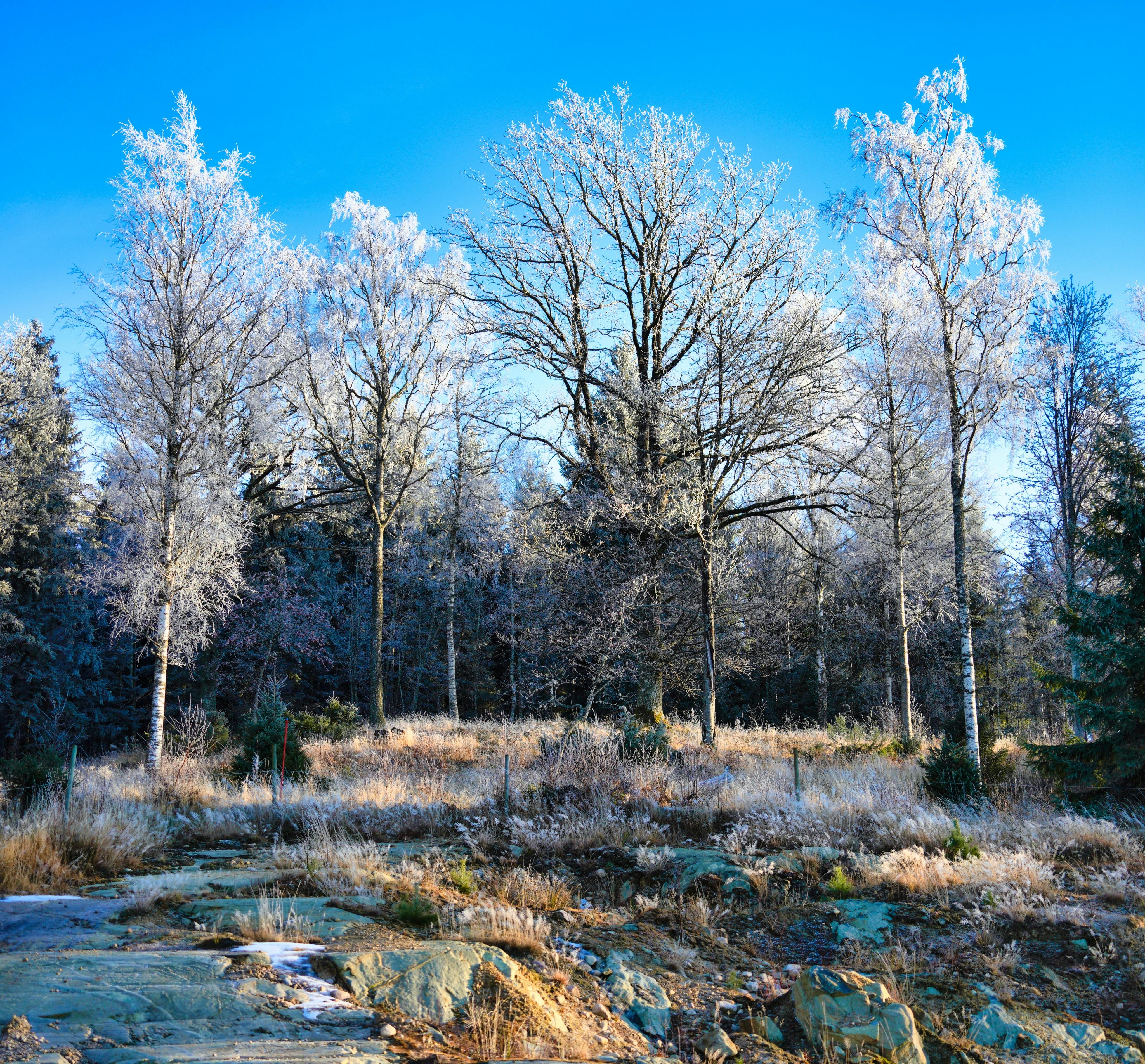 Frosty Winter Trees in Scenic Woodland Landscape · Free Stock Photo