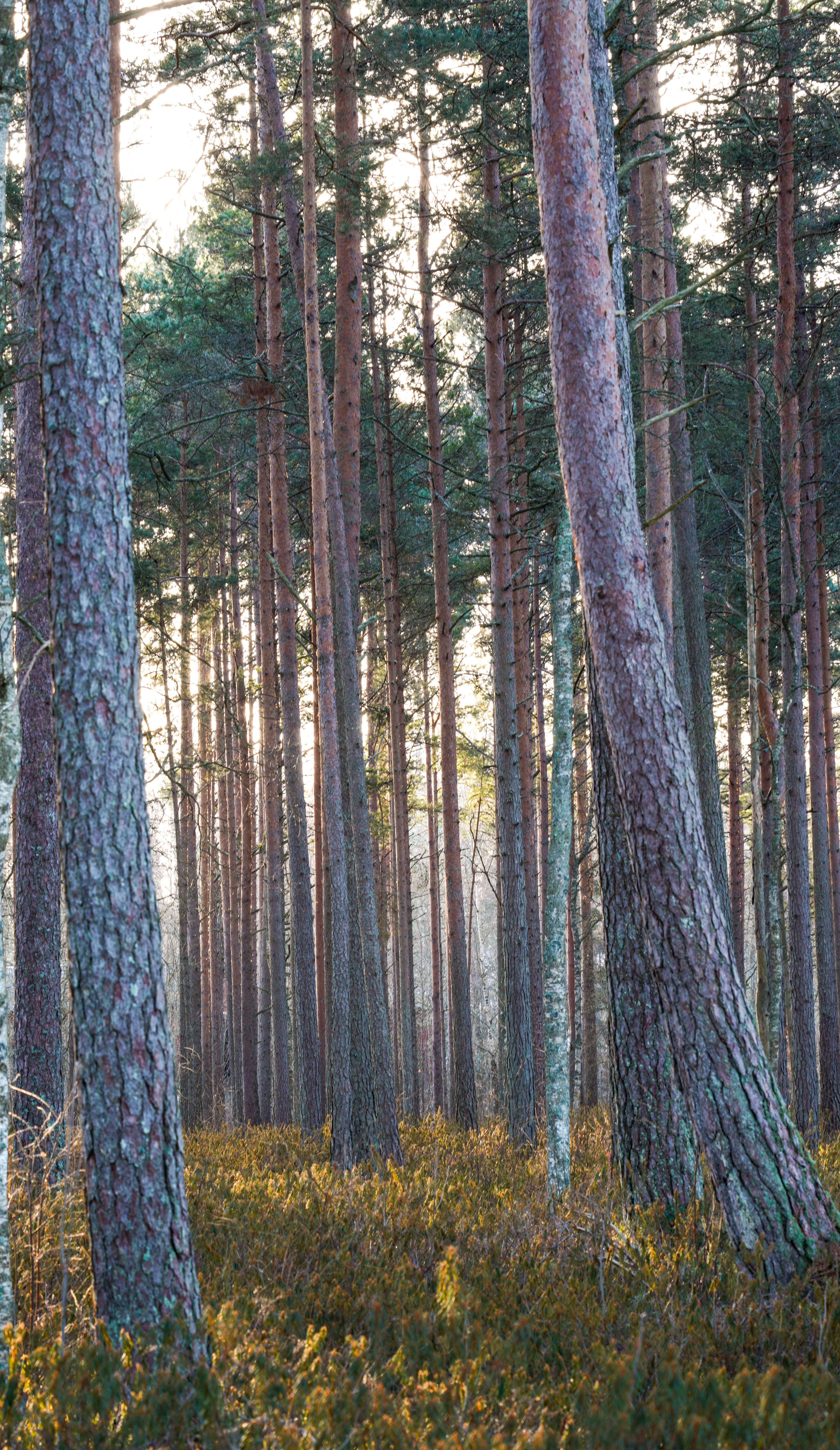 Forêt De Pins Sereine Dans Une Atmosphère Ensoleillée · Photo gratuite
