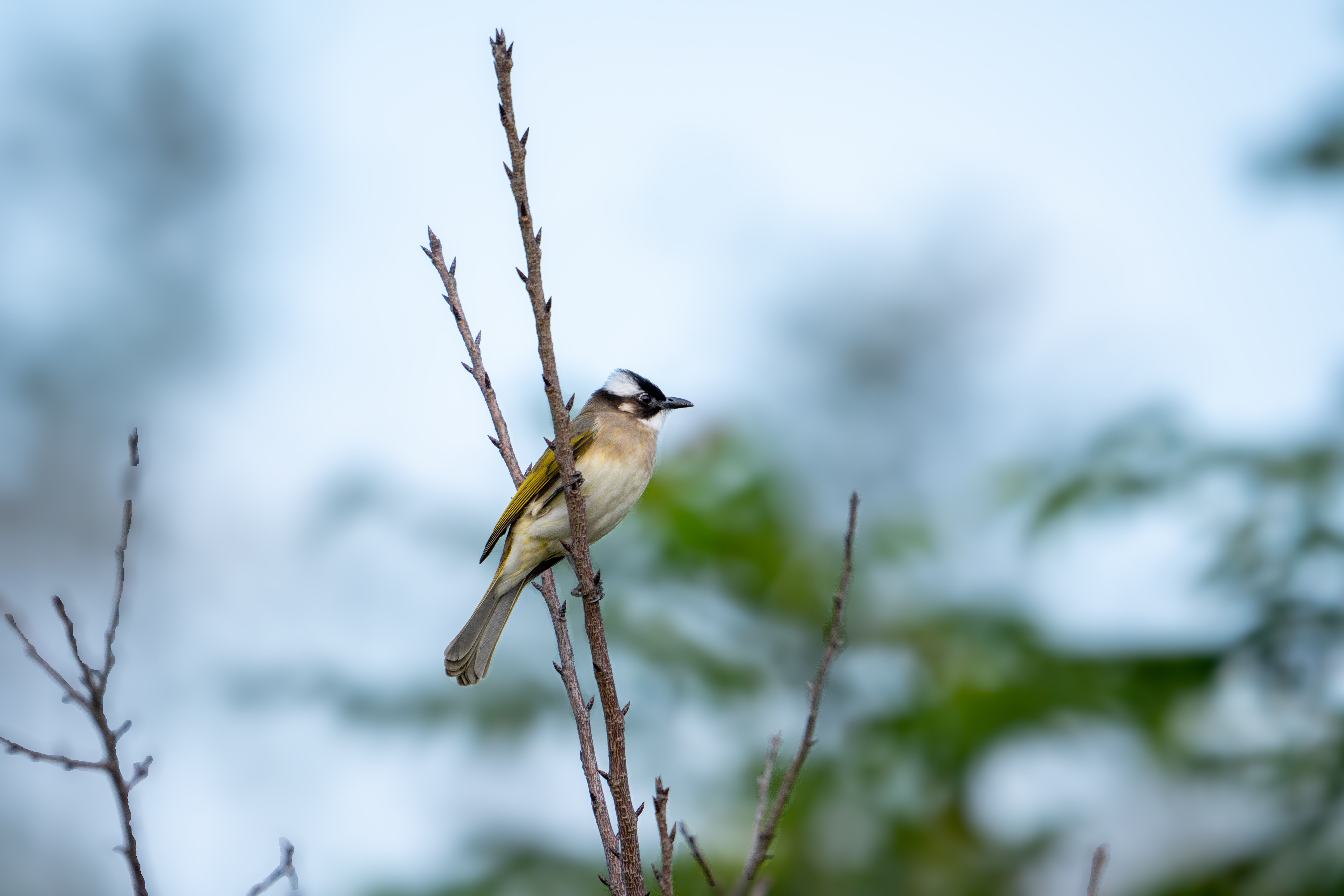 White-cheeked Bulbul Perched on Branch in Nature · Free Stock Photo