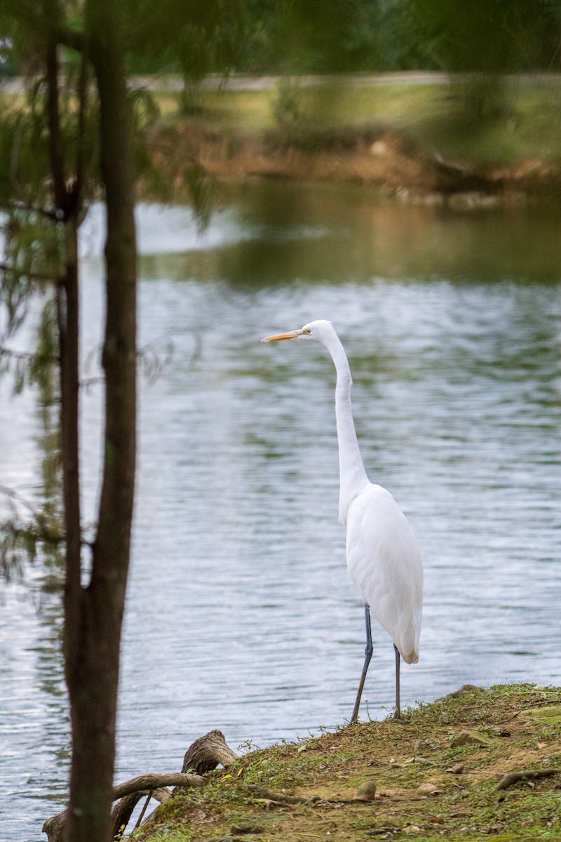 Lake View Photos, Download The BEST Free Lake View Stock Photos & HD Images