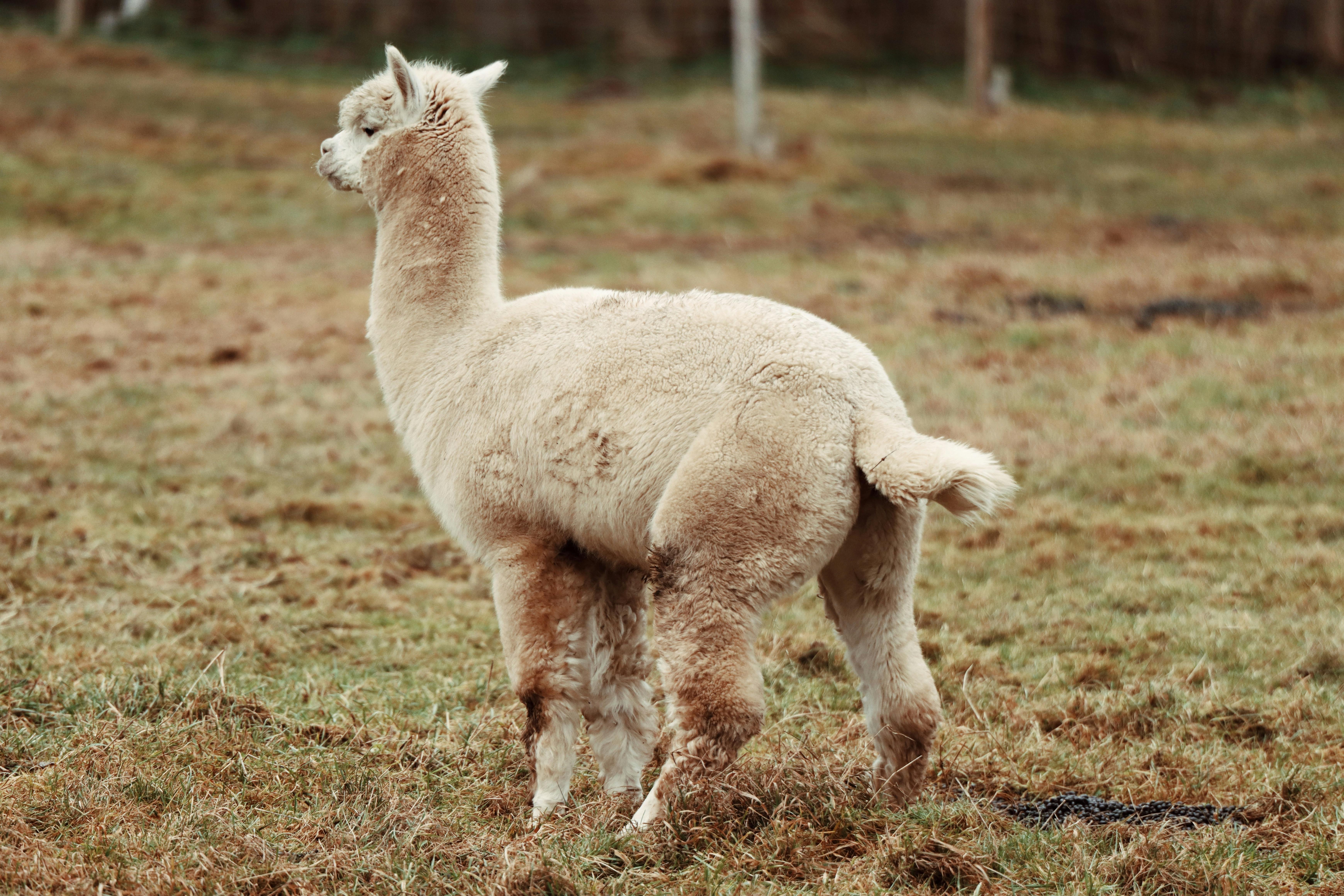 Chân Dung Alpaca Photos, Download The BEST Free Chân Dung Alpaca Stock ...