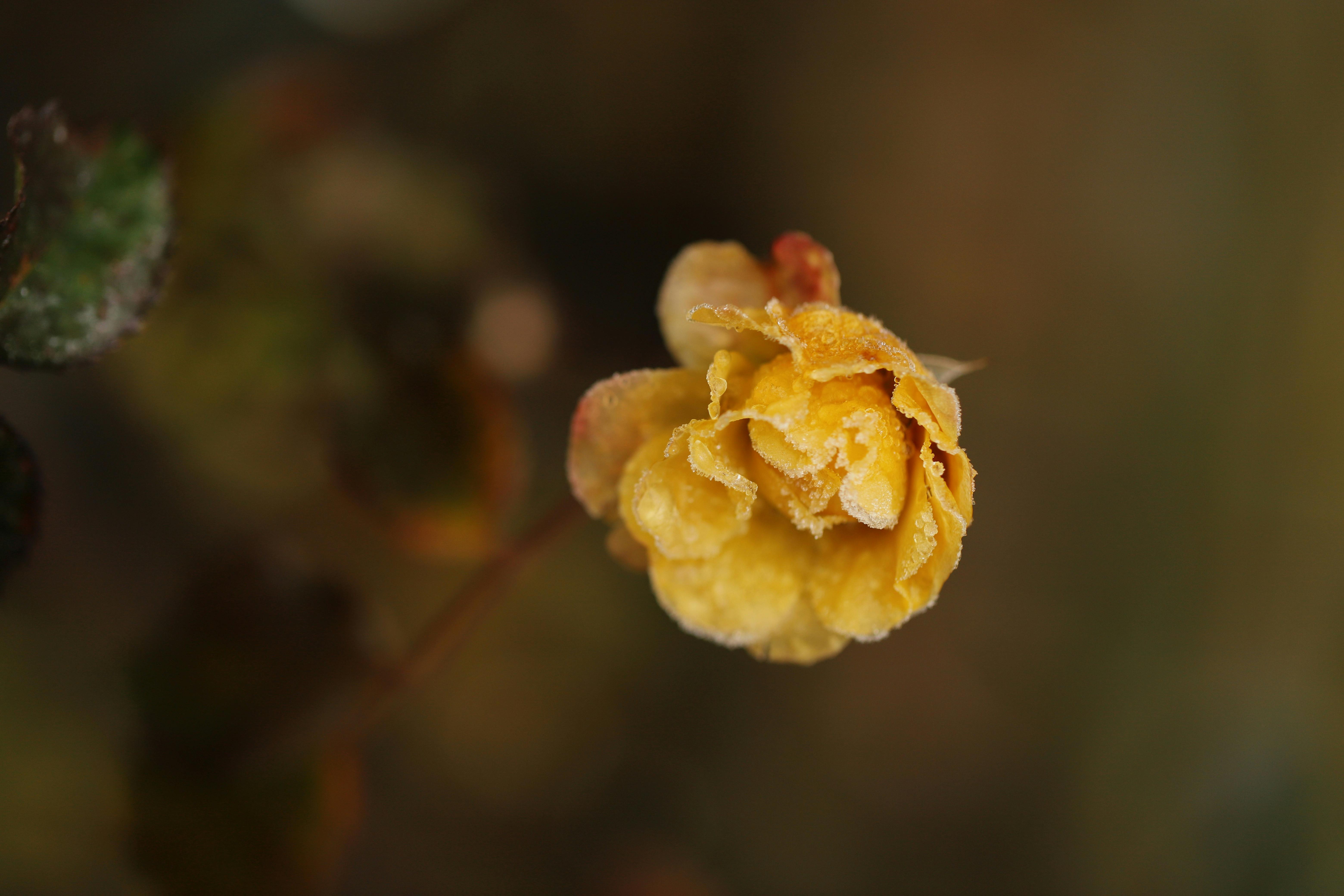Primer Plano De Un Capullo De Rosa Amarillo Cubierto De Escarcha En ...