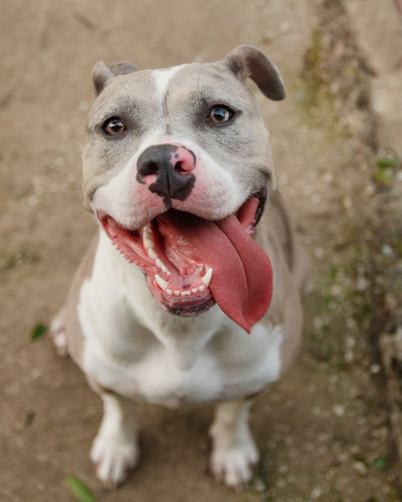 Pitbull Dog Photos, Download The BEST Free Pitbull Dog Stock Photos ...