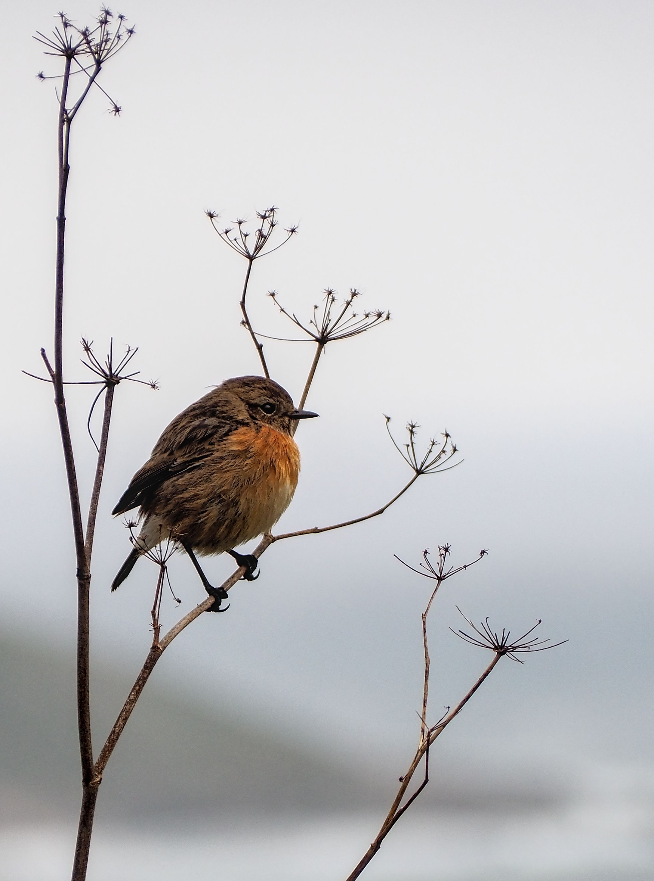 Little Bird Perched on Dried Stalk in Spain · Free Stock Photo