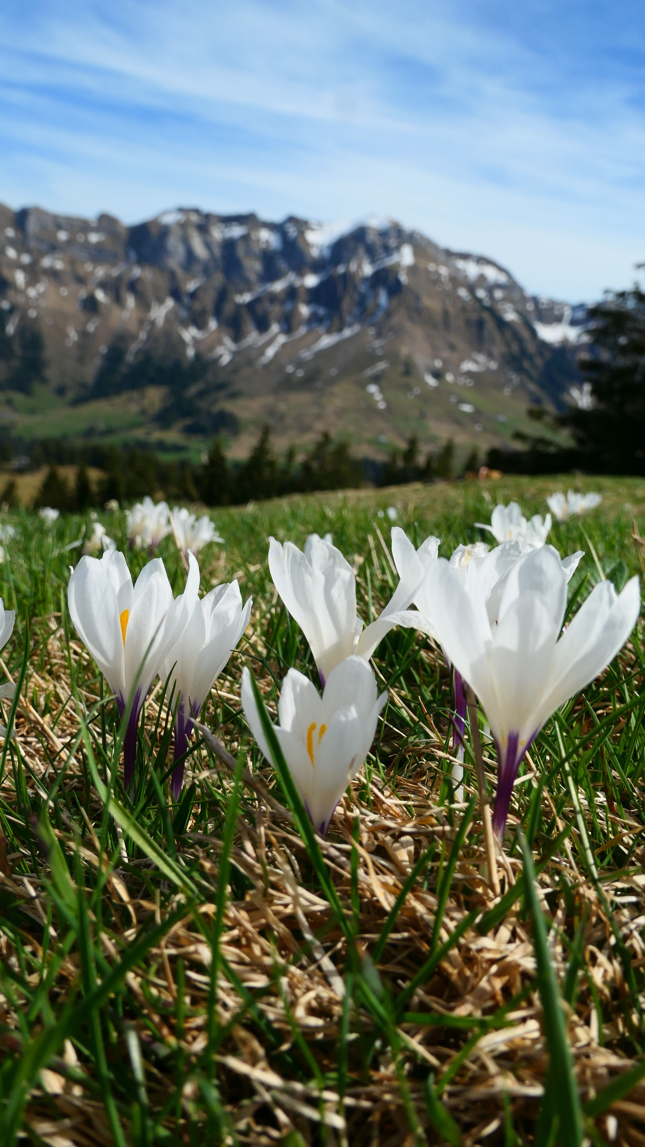 White Crocus Flowers in Swiss Alpine Meadow · Free Stock Photo