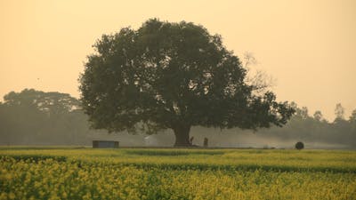 Mustard Tree Photos, Download The BEST Free Mustard Tree Stock Photos ...