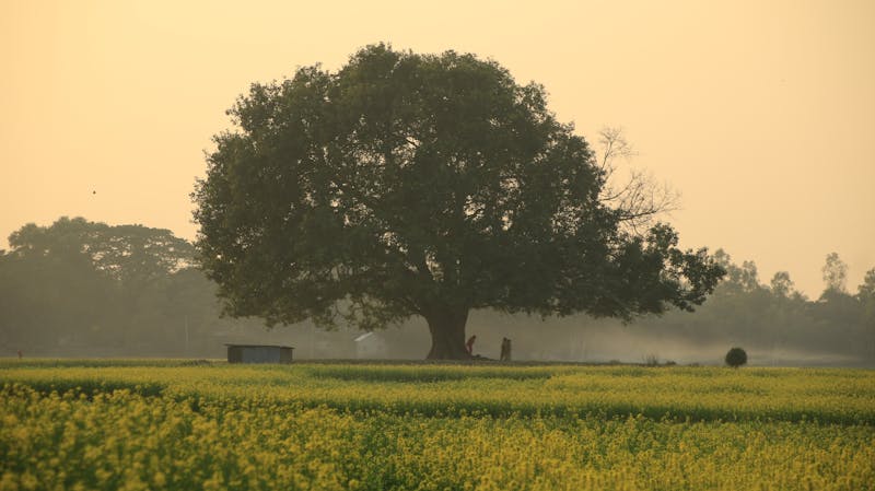 Mustard Tree Photos, Download The BEST Free Mustard Tree Stock Photos ...