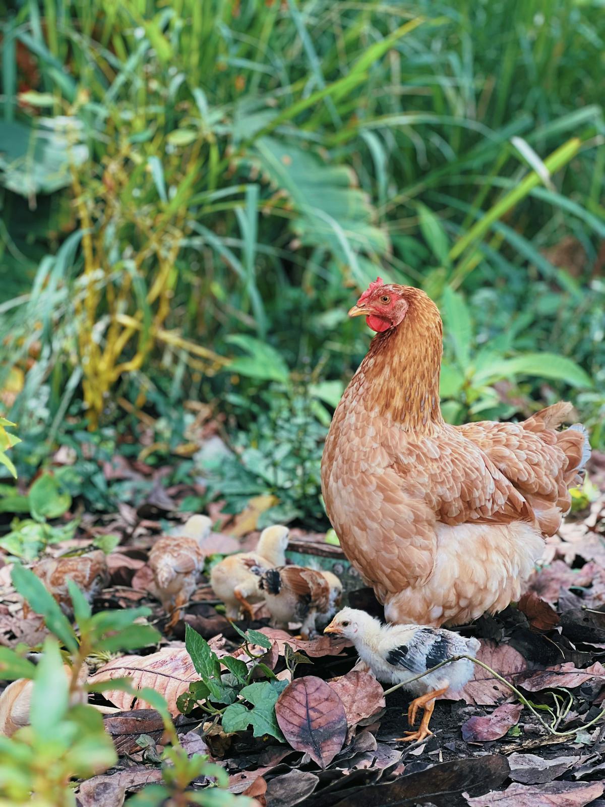 Mother Hen And Chicks Photos, Download The BEST Free Mother Hen And ...