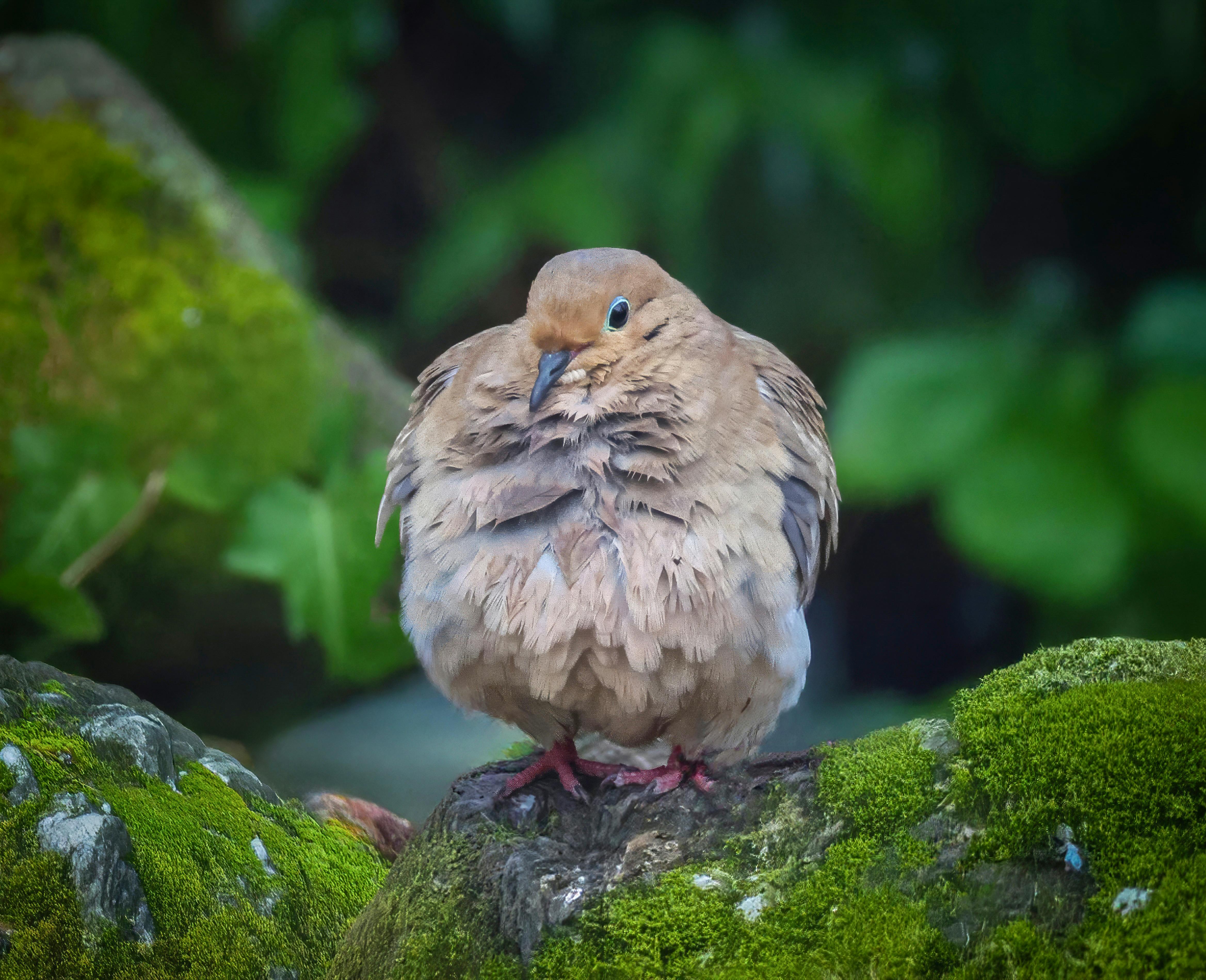 Mourning Dove Resting on Mossy Rock in Darien · Free Stock Photo