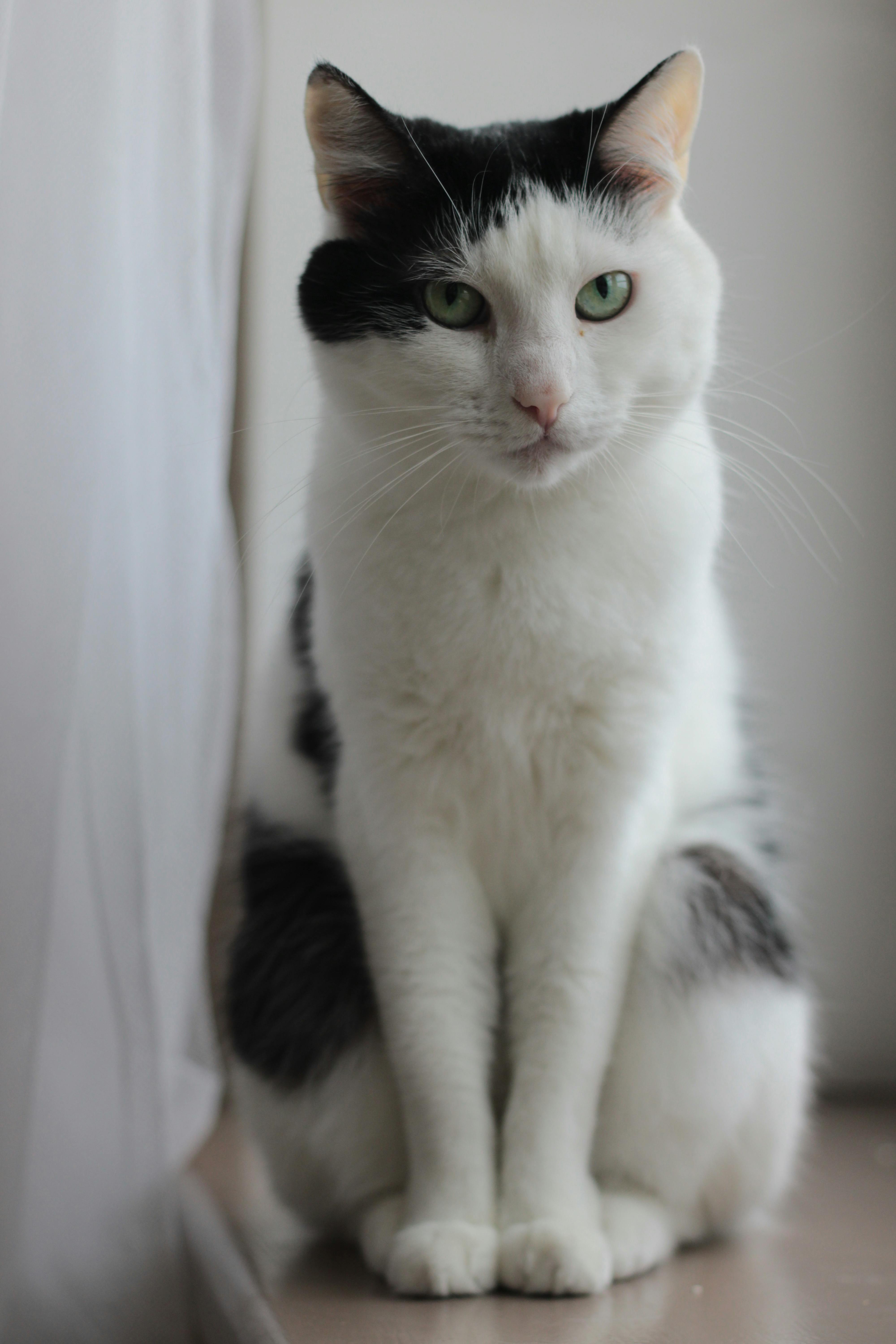 Cat Gaze Photos, Download The BEST Free Cat Gaze Stock Photos & HD Images