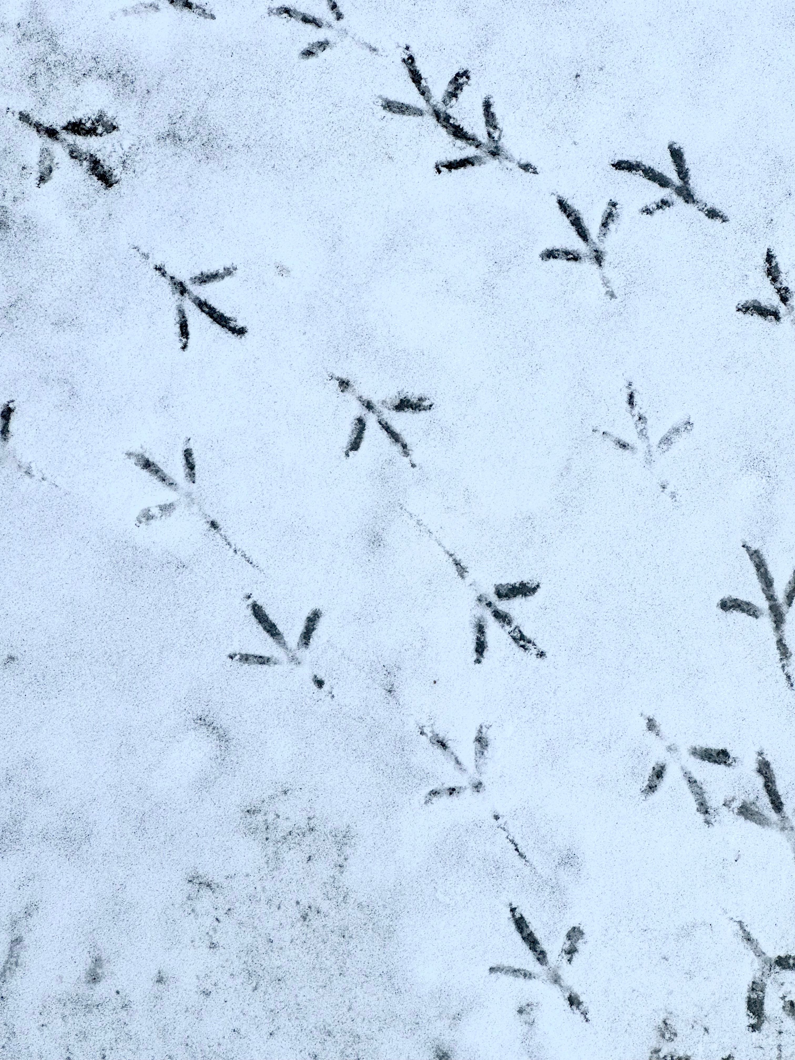 Bird Tracks on Snowy Winter Surface · Free Stock Photo