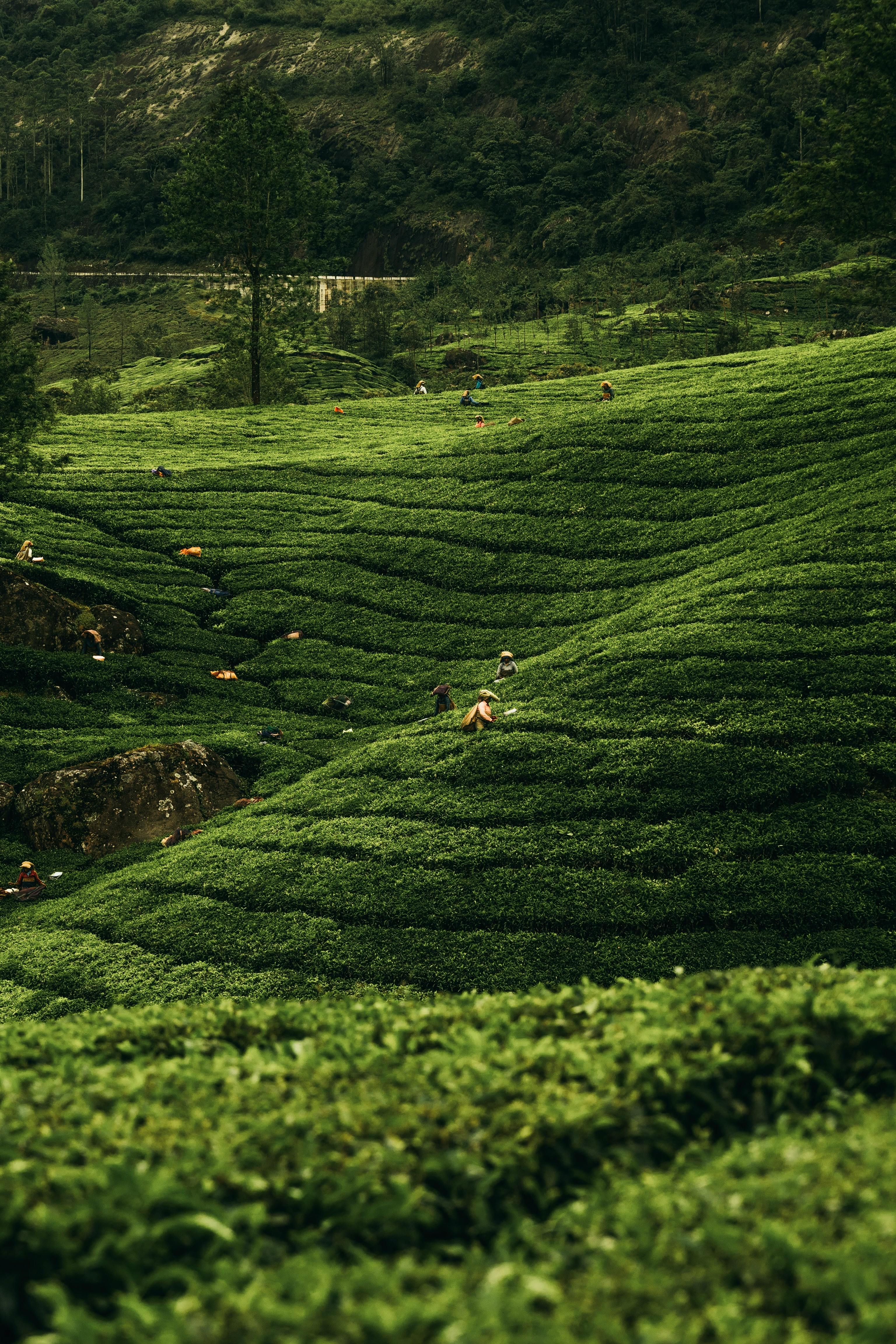 Lush Tea Plantations in Kerala, India · Free Stock Photo
