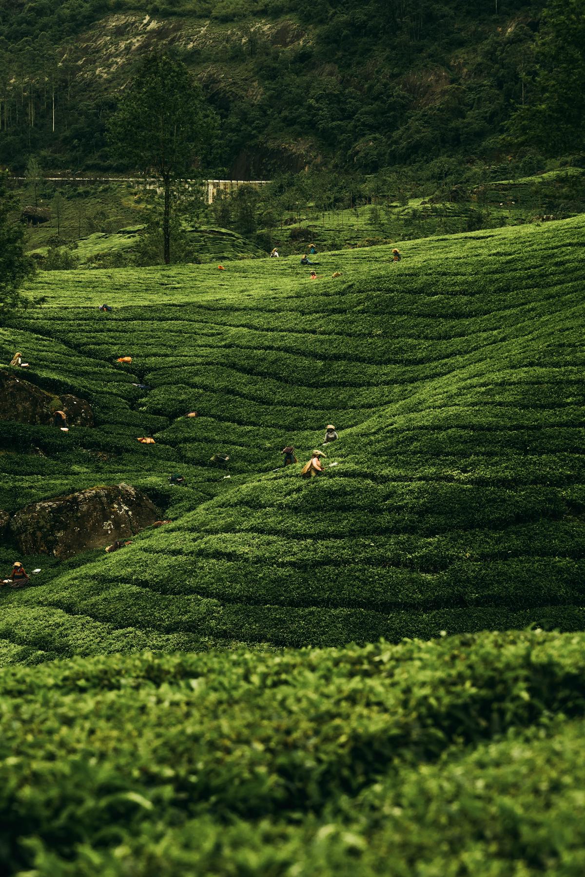 Tea Garden Photos, Download The BEST Free Tea Garden Stock Photos & HD ...