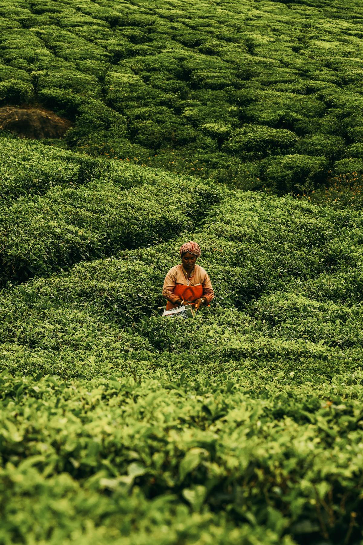 Tea Farms India Photos, Download The BEST Free Tea Farms India Stock ...