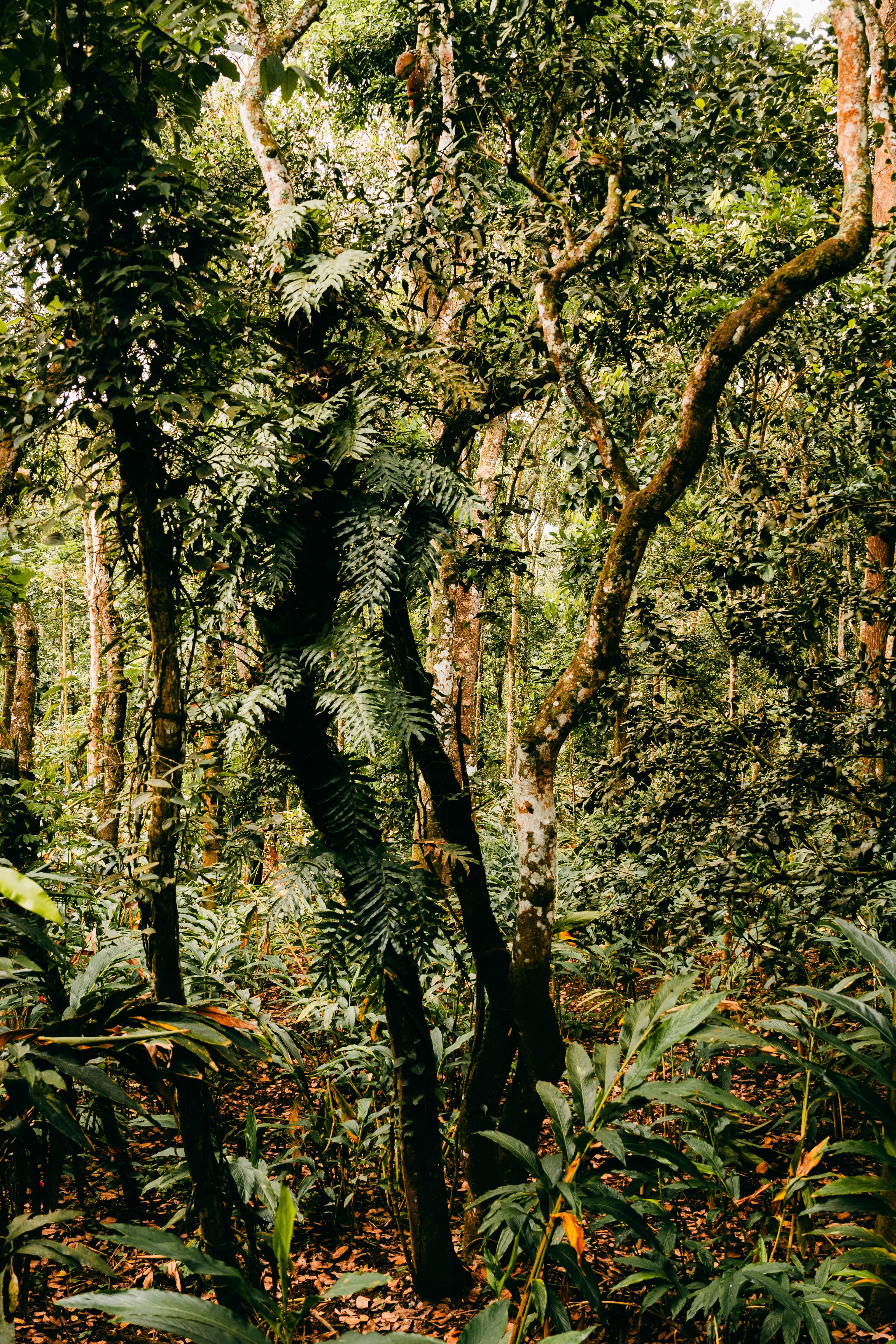 Lush Green Forest in Kerala, India · Free Stock Photo