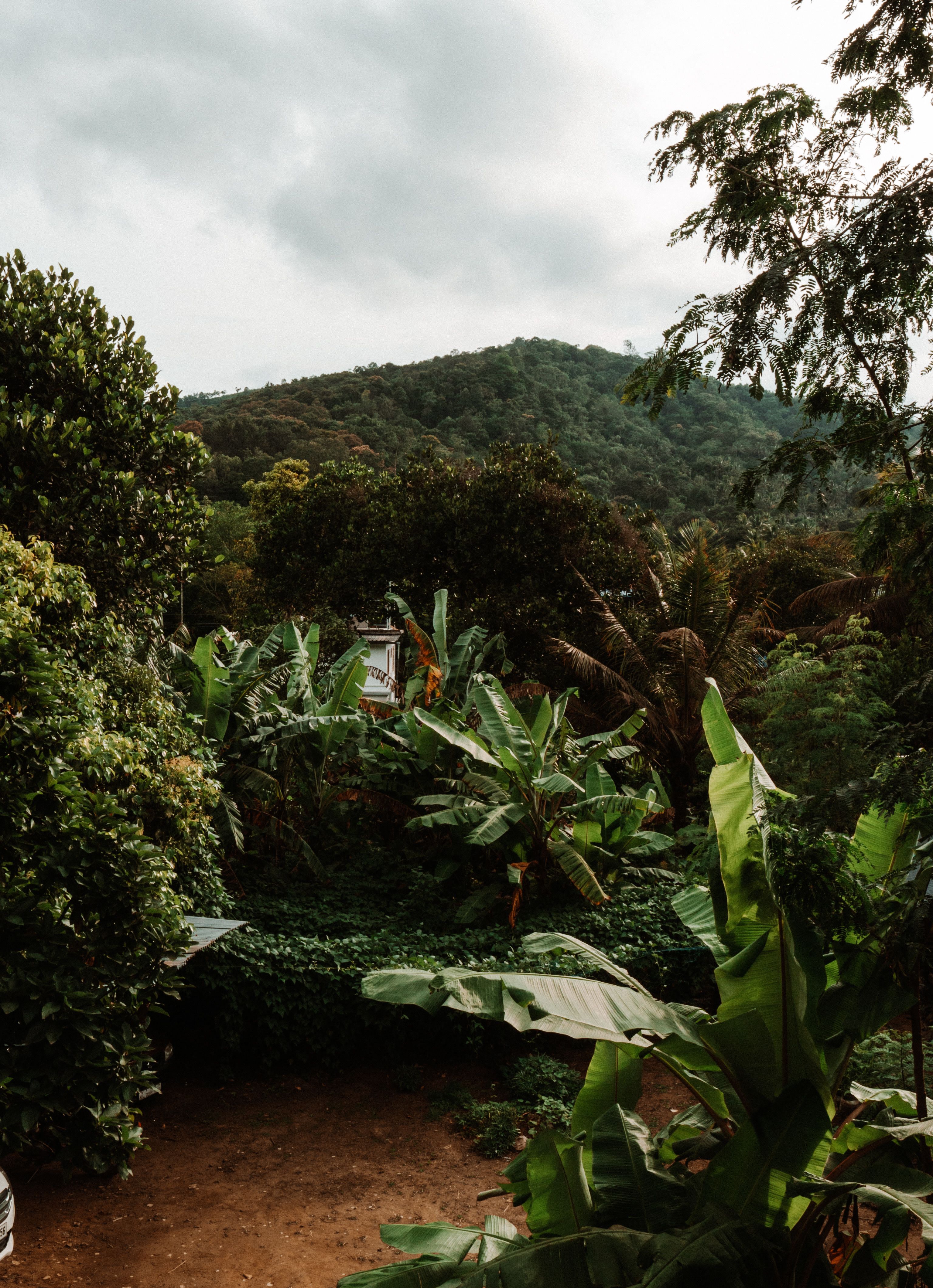 Rainforest Trees Photos, Download The BEST Free Rainforest Trees Stock ...