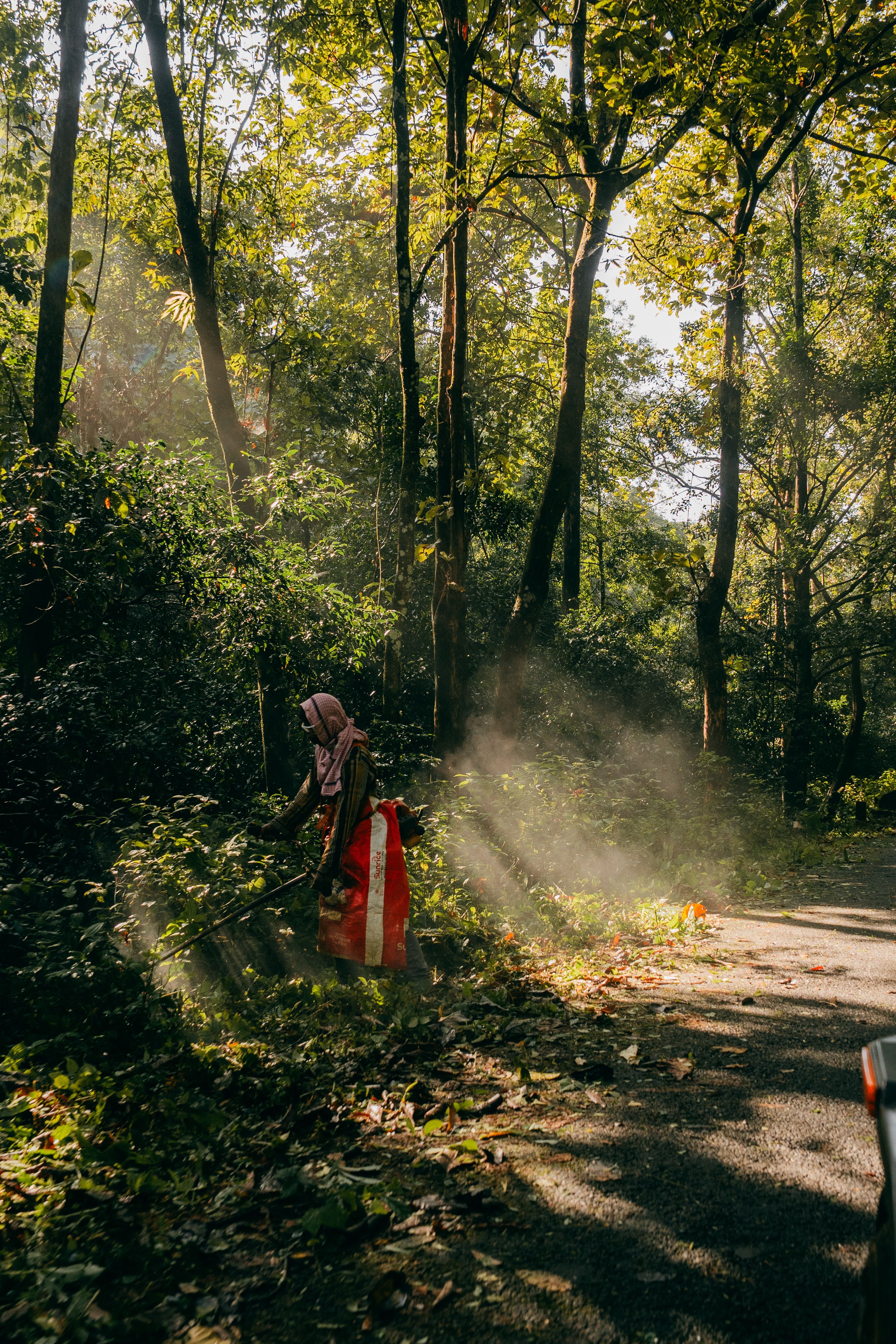 Woman Walking in Sunlit Forest Path in KL India · Free Stock Photo
