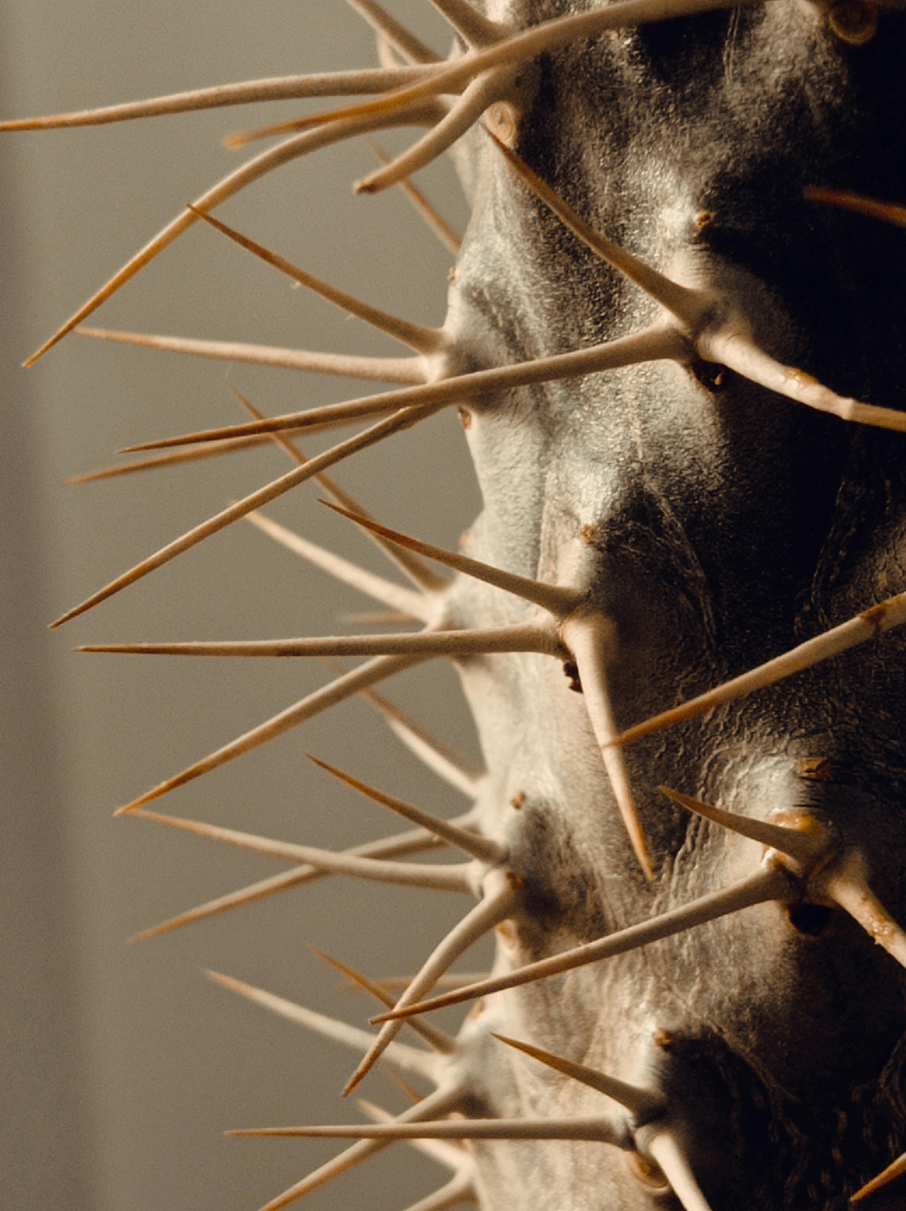 Close-Up of Sharp Cactus Spines · Free Stock Photo