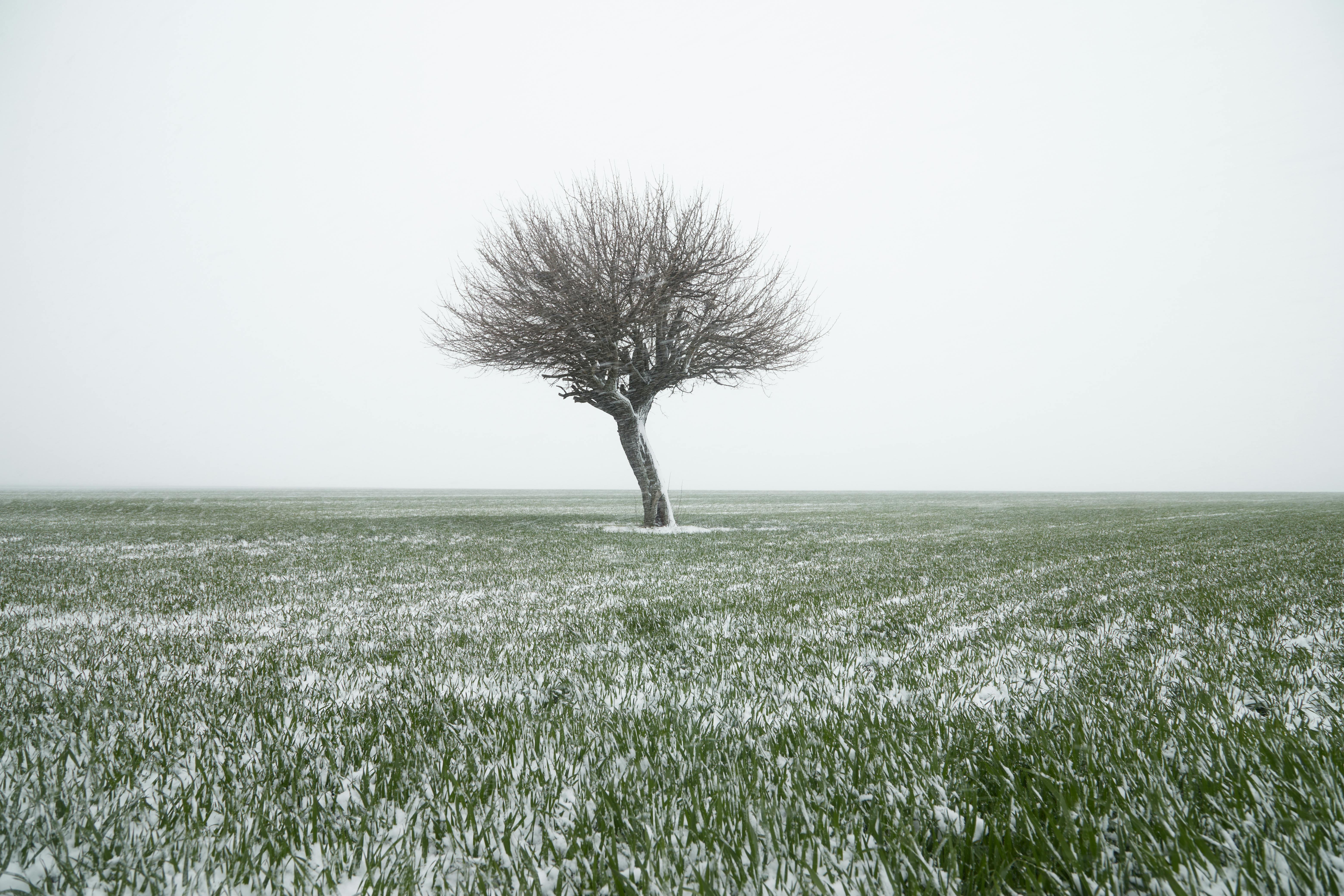 Gangster Dogs Photos, Download The BEST Free Gangster Dogs Stock Photos ...