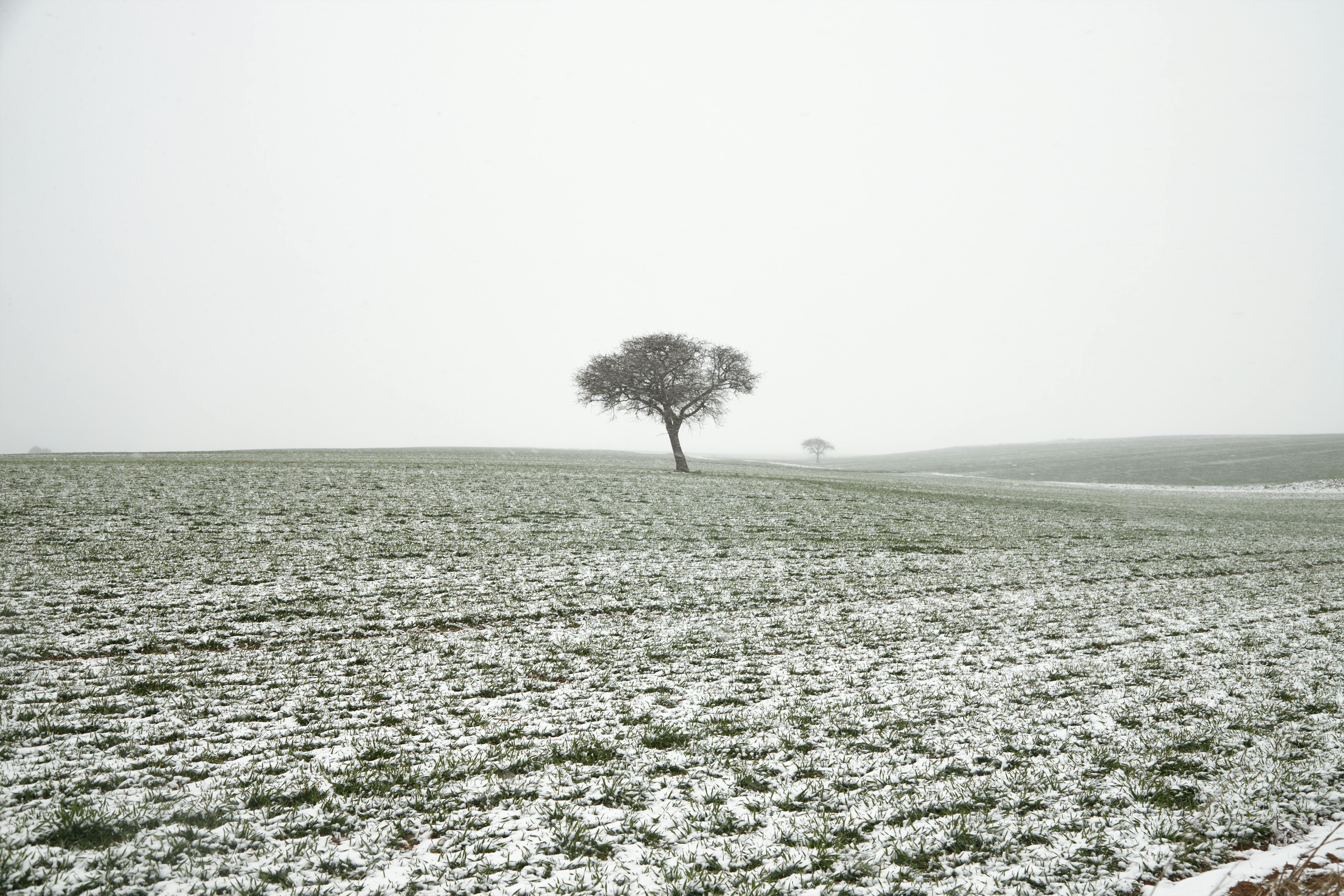 Solitary Tree in a Snow-Dusted Field · Free Stock Photo
