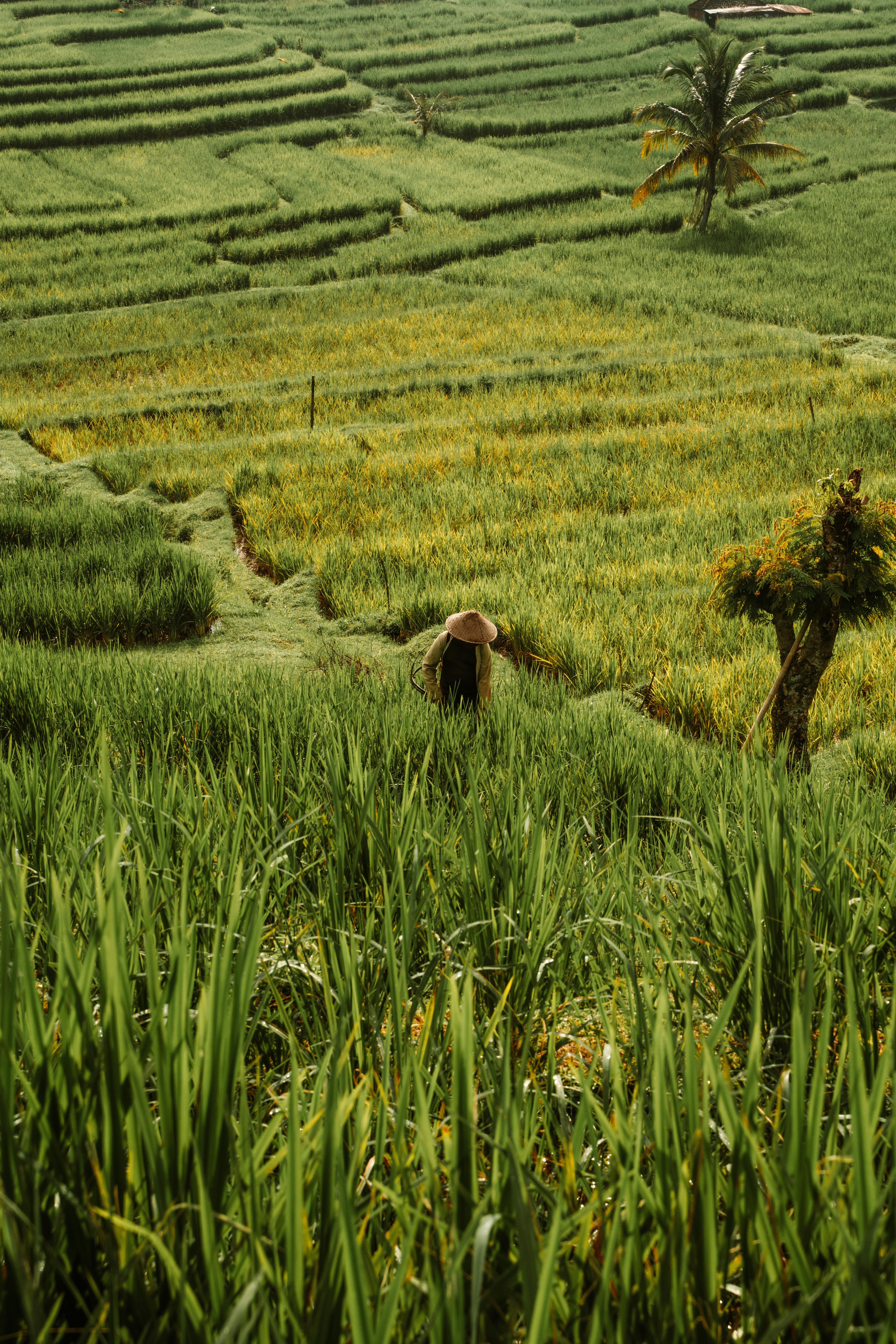 100.000+ Foto Petani Di Sawah Terbaik · Unduh Gratis 100% · Foto Stok ...