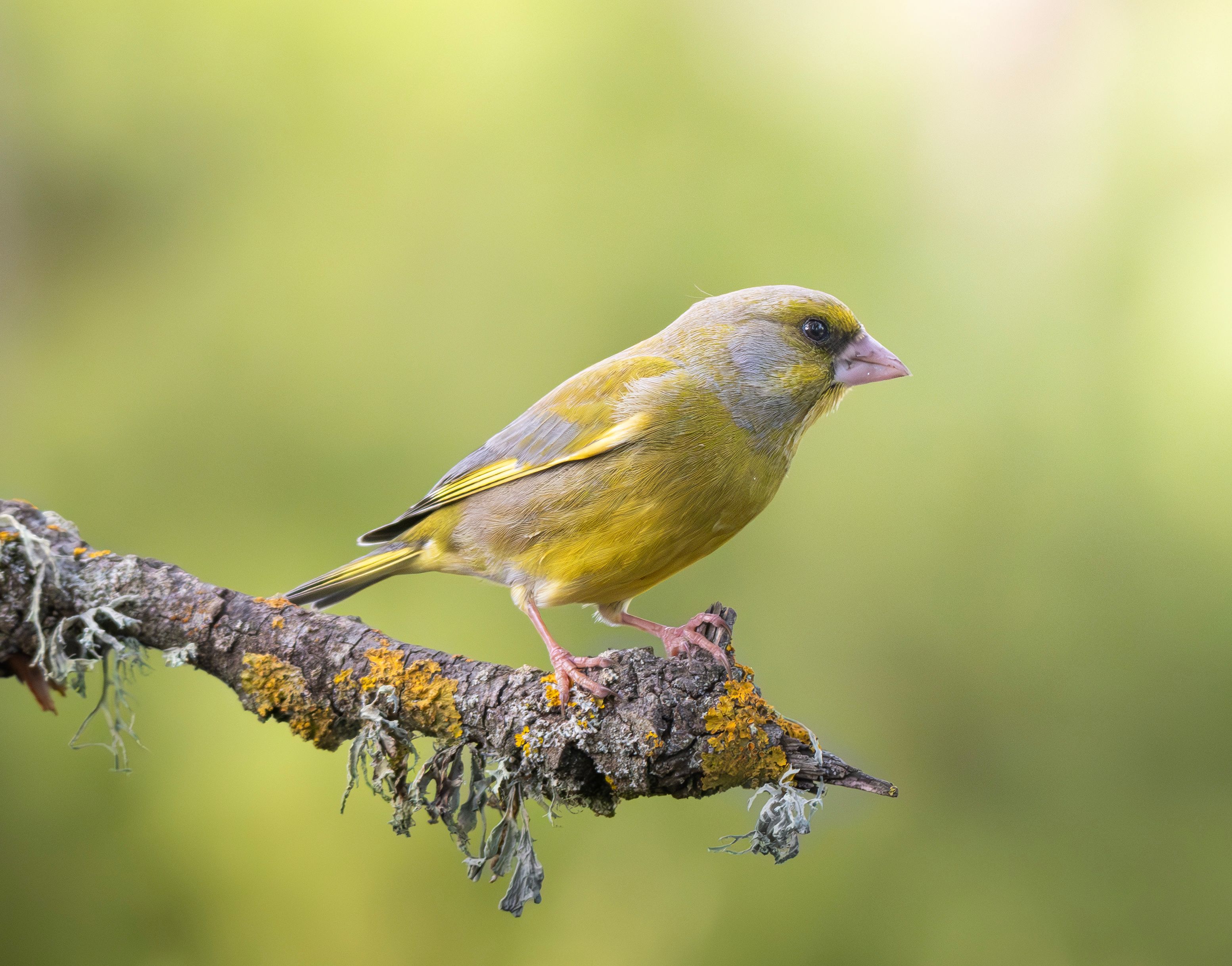 Songbird Photo Photos, Download The BEST Free Songbird Photo Stock ...