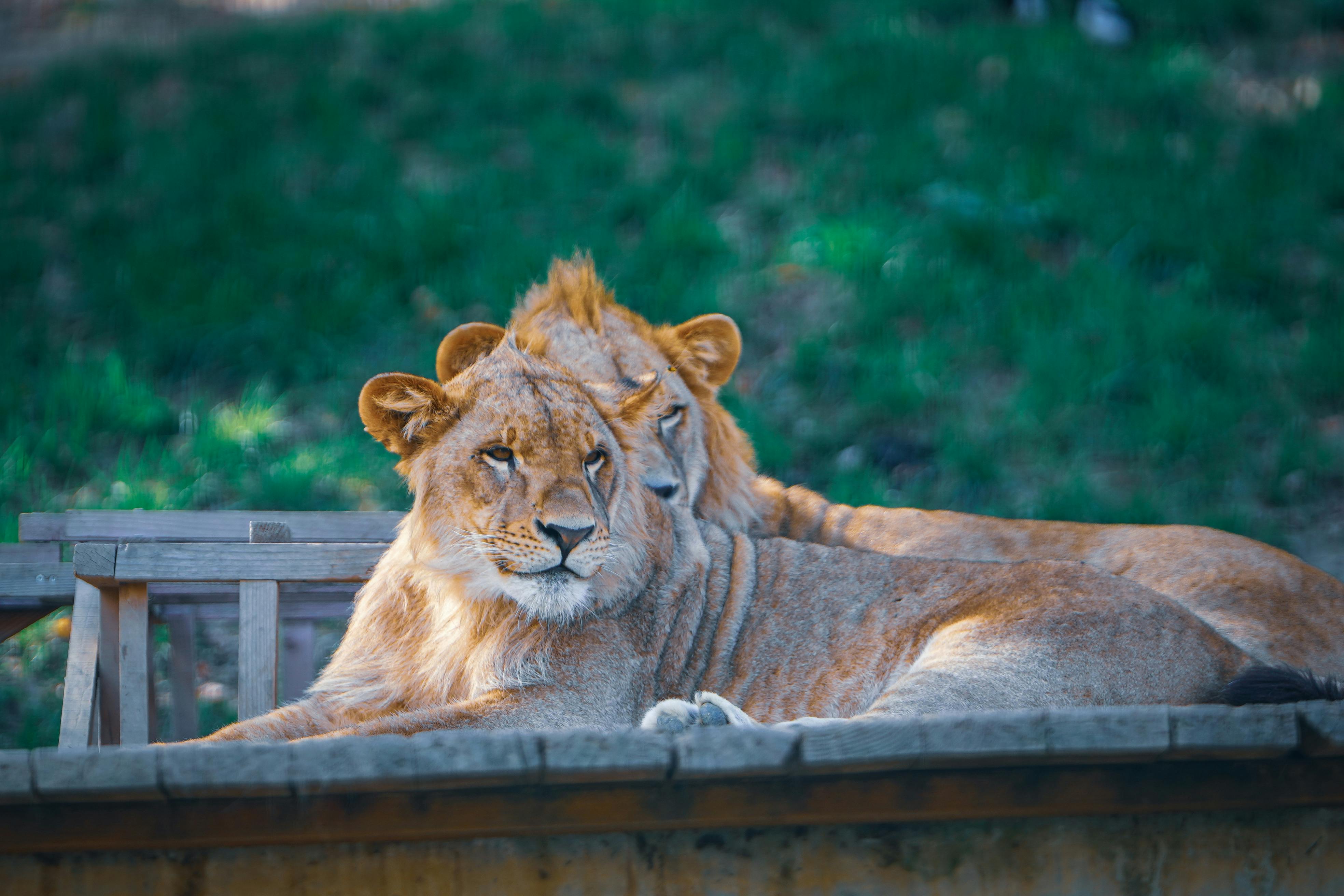 Lions Relaxing on Wooden Platform in Sunlight · Free Stock Photo