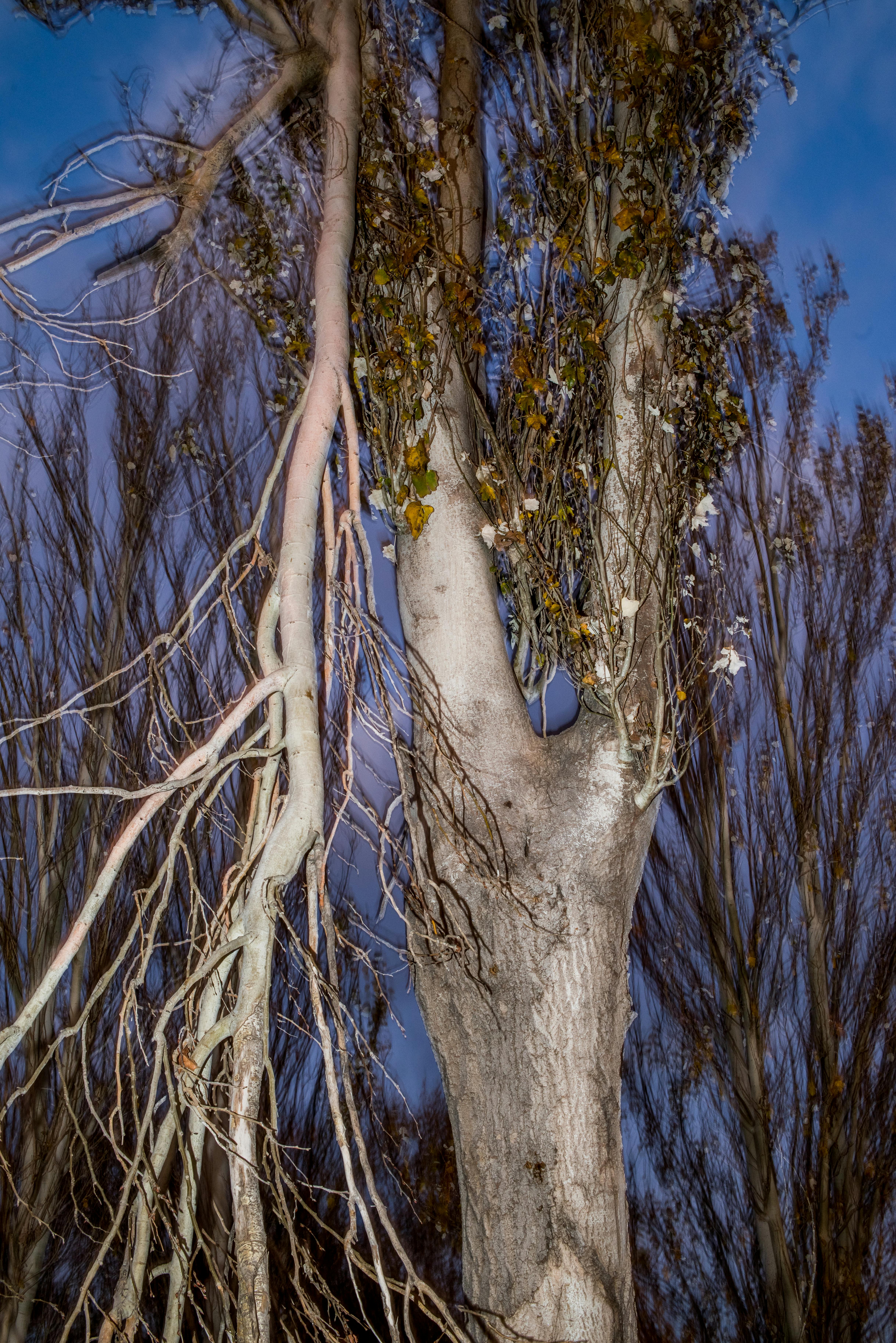 Dramatic Tree Trunk Against Twilight Sky · Free Stock Photo