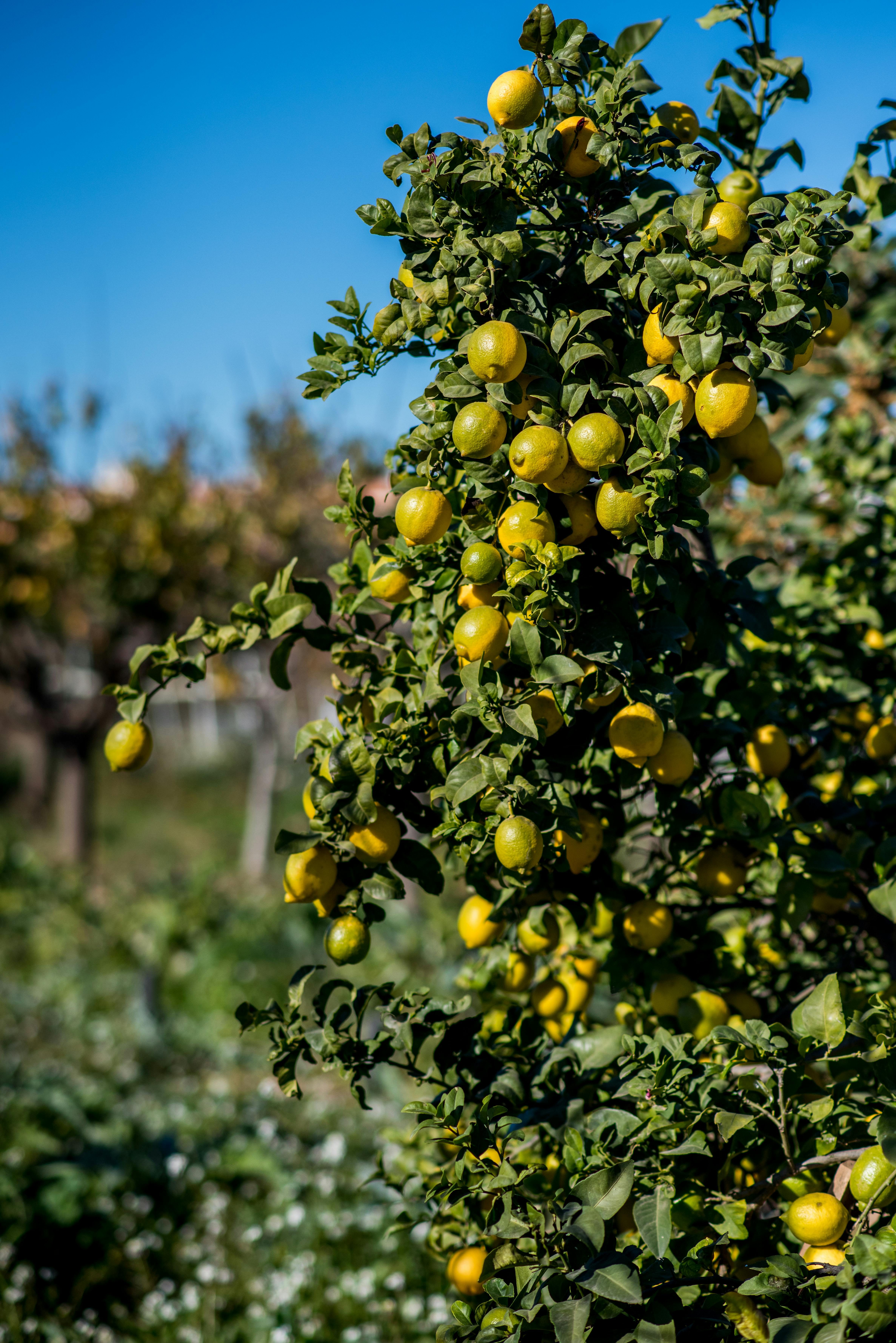 Vibrant Lemon Tree Loaded with Fresh Fruit · Free Stock Photo